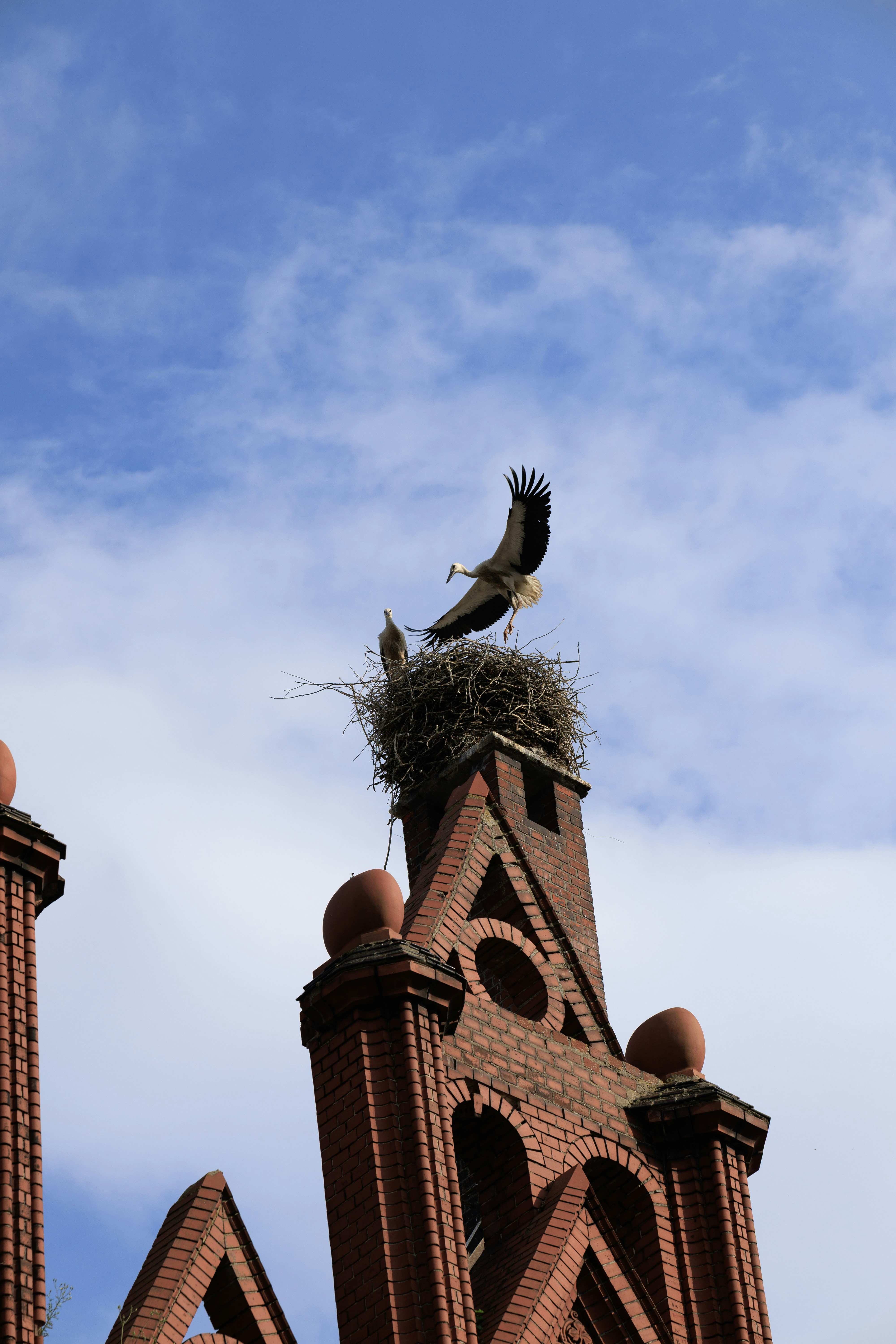Nestled Heights: A Stork's Domain