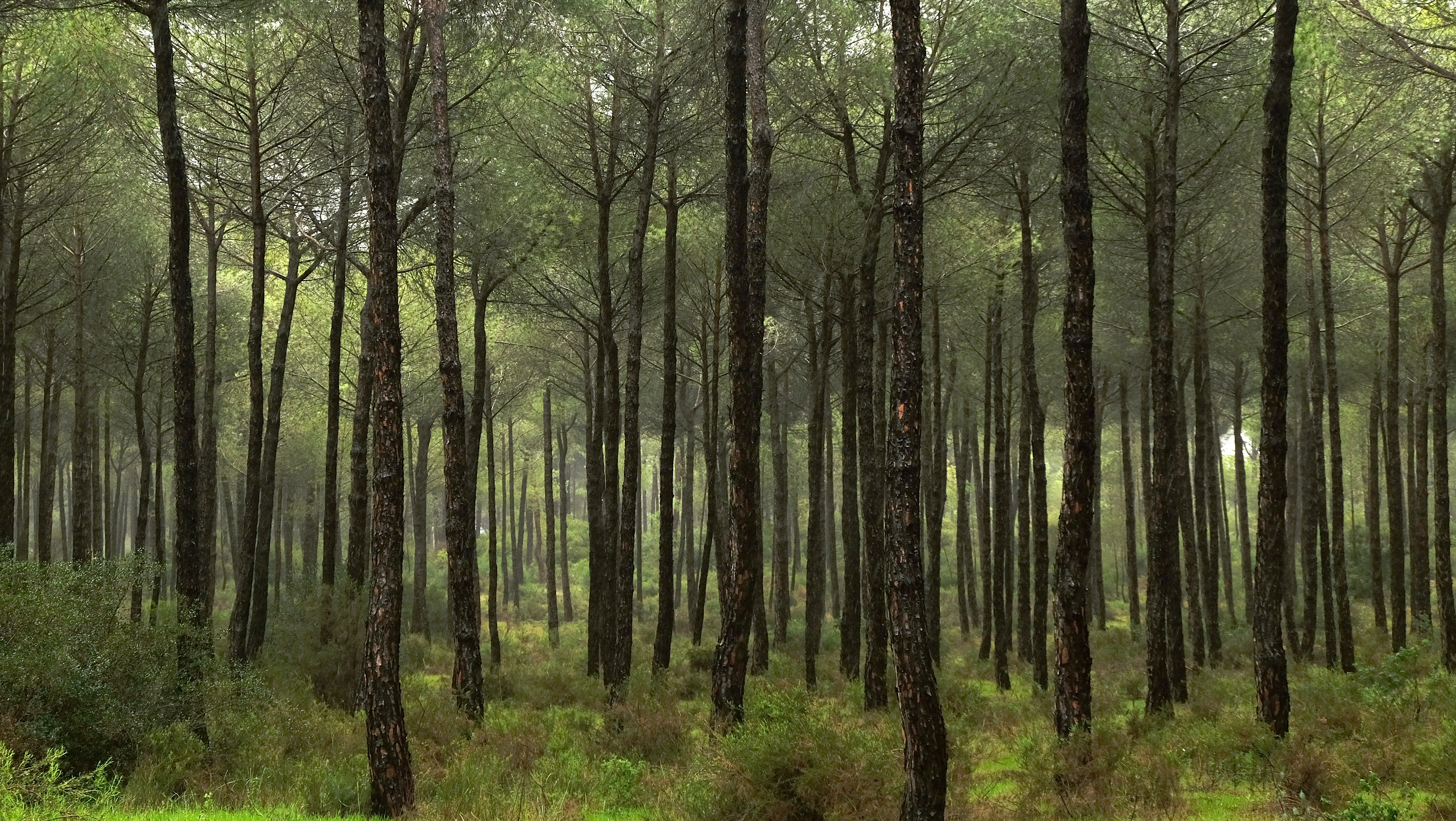 A dense forest filled with tall trees.