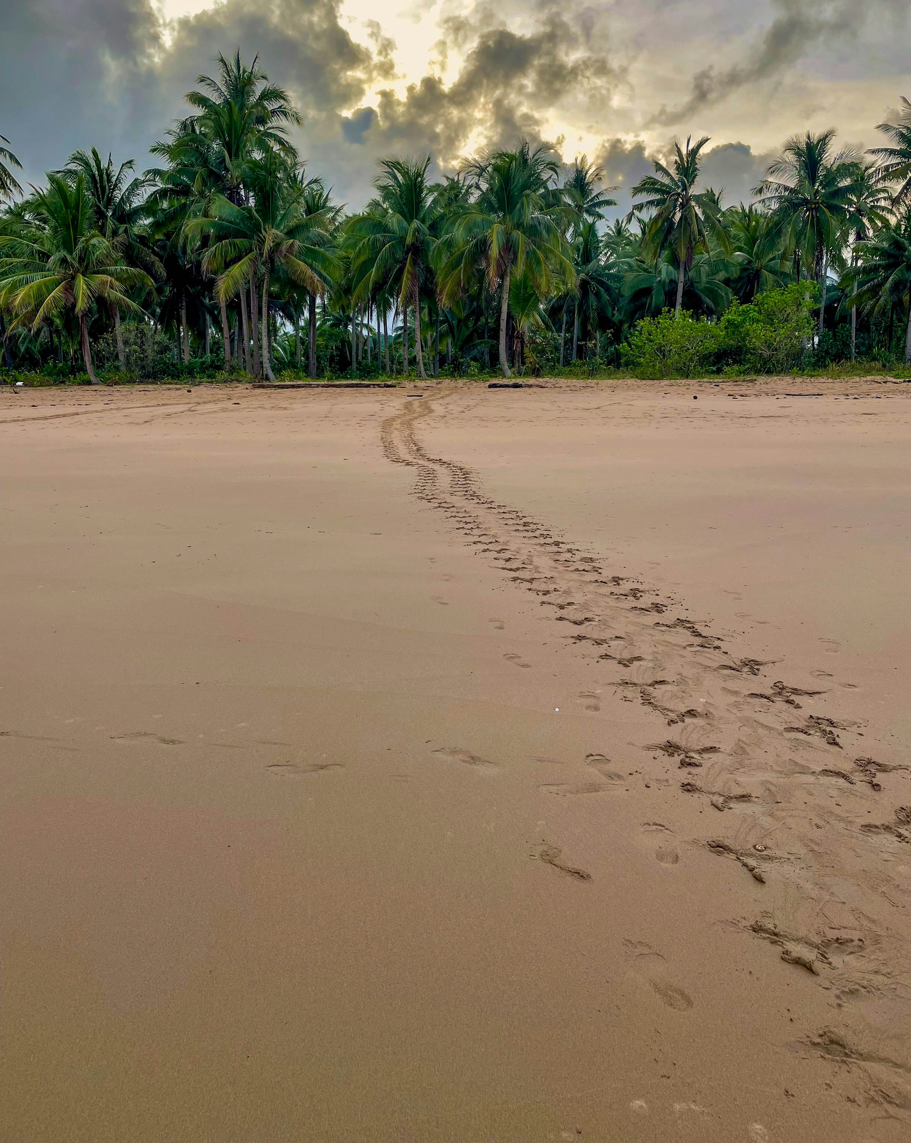 Footprints in the Sand: A Journey Through Nature's Embrace