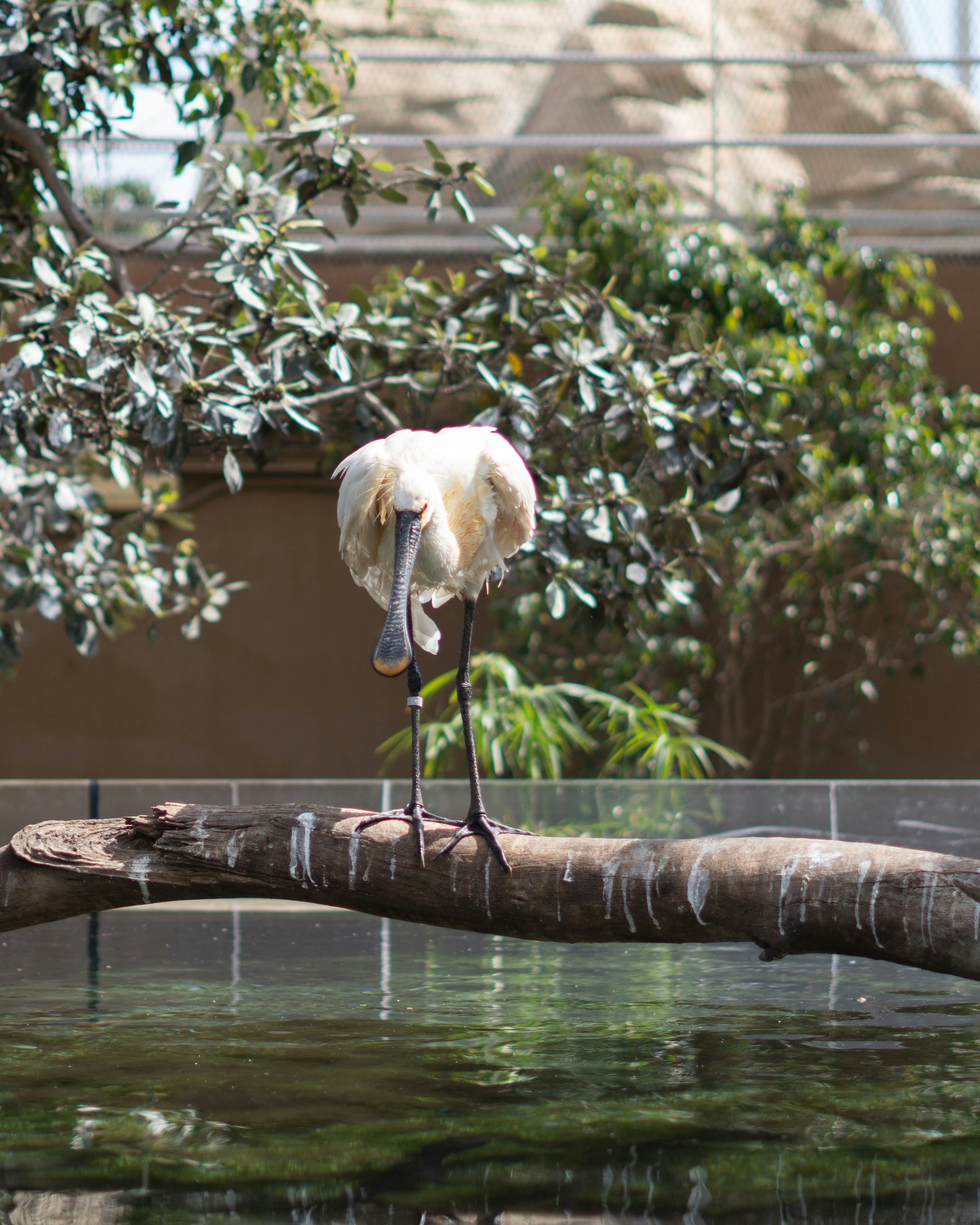 A spoonbill perched gracefully on a log above a tranquil water surface, surrounded by lush greenery.