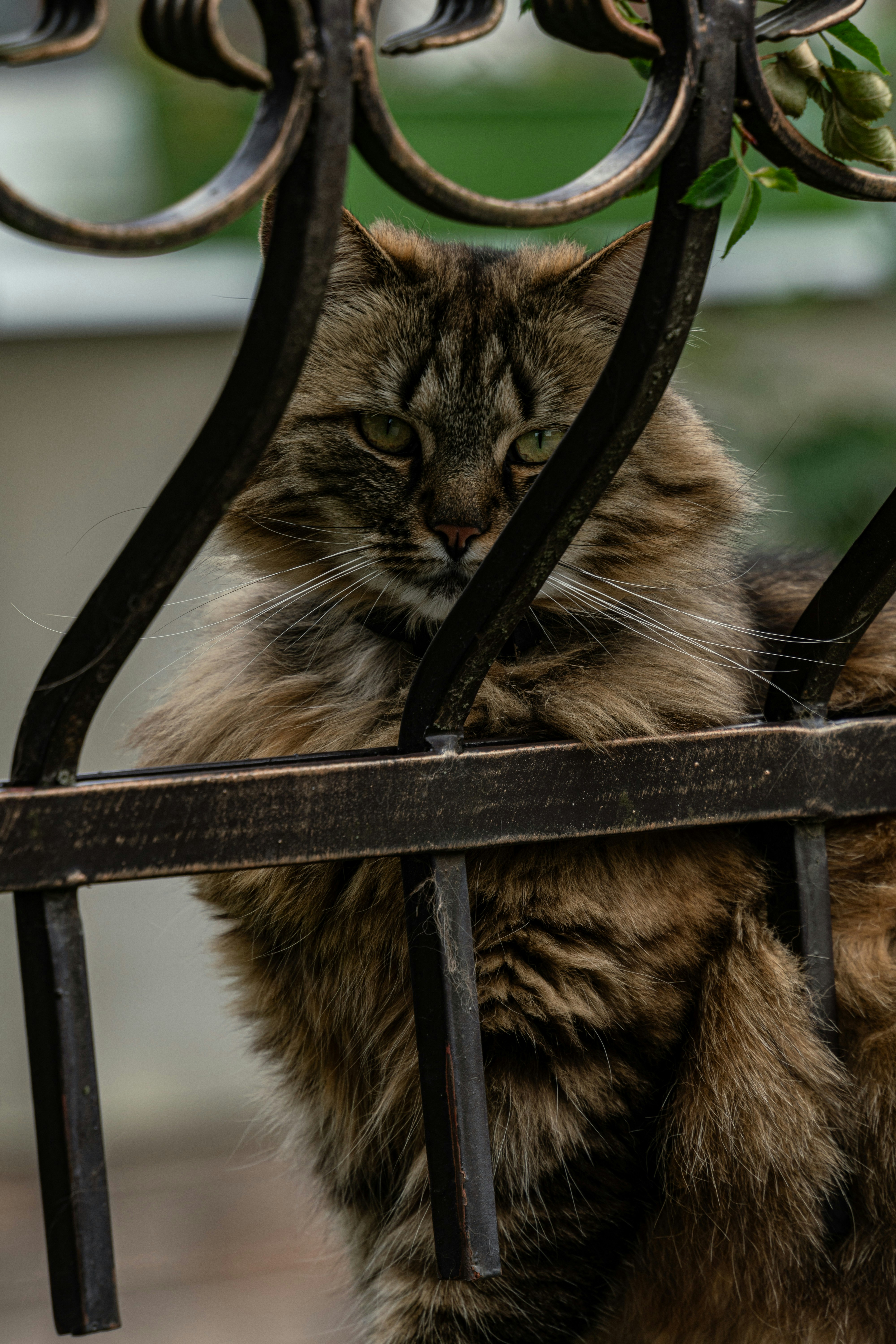 Behind the Bars: A Feline's Watchful Gaze
