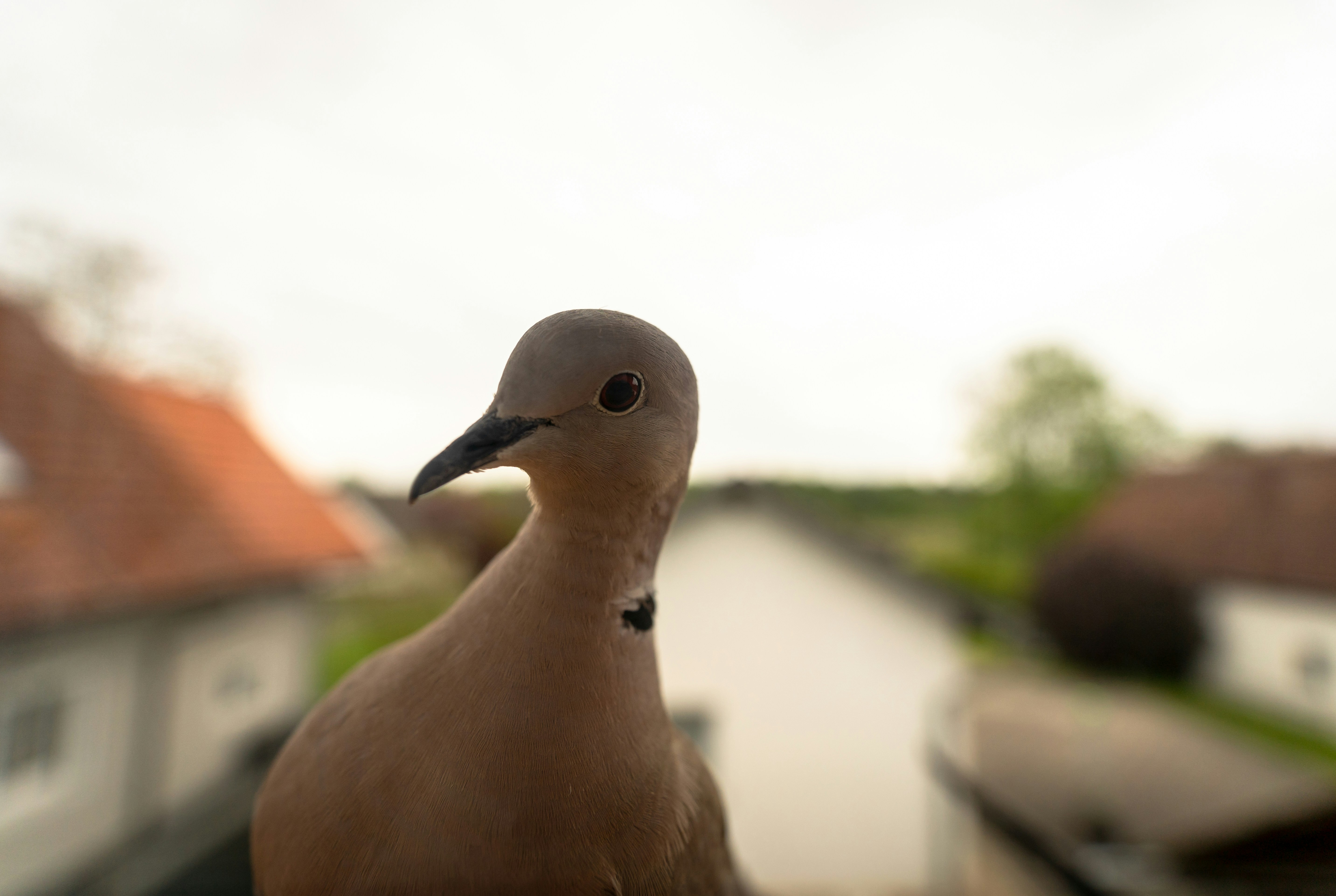 Photo by Hansjörg Rath with Sony Alpha 7 III