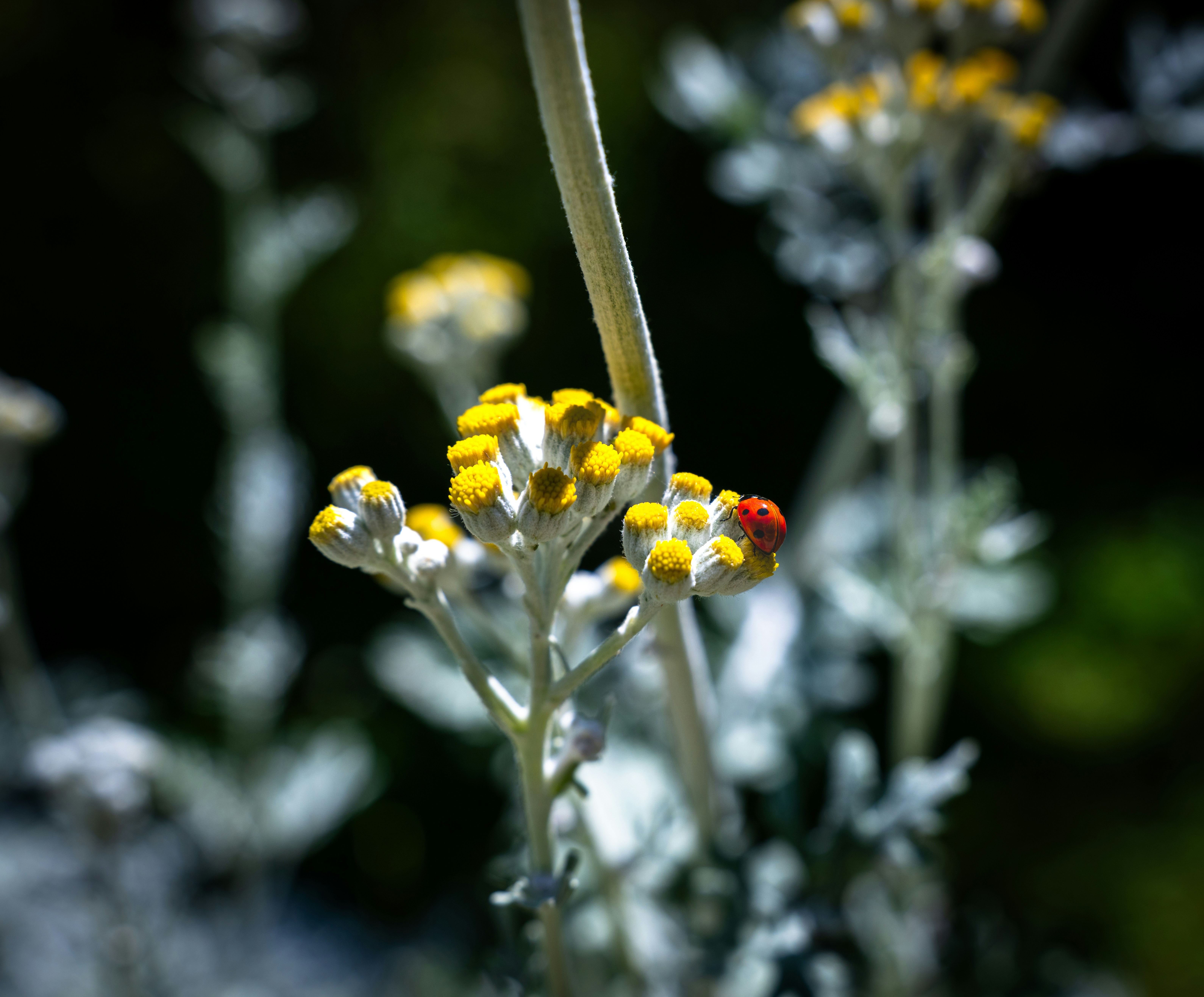 Yellow flowers bloom among silvery leaves.