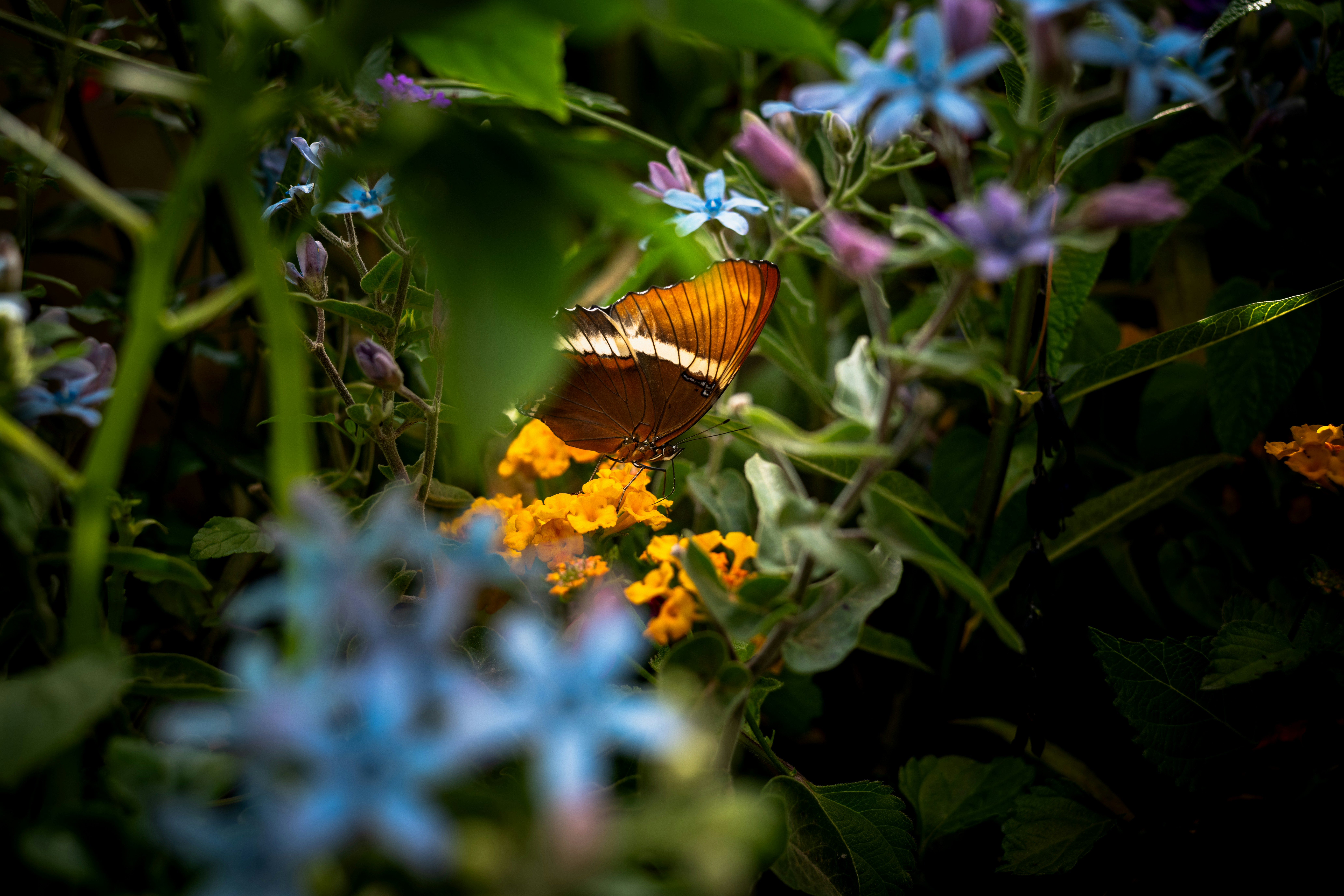 Amber-winged butterfly amid a tapestry of cobalt blue and warm orange blooms