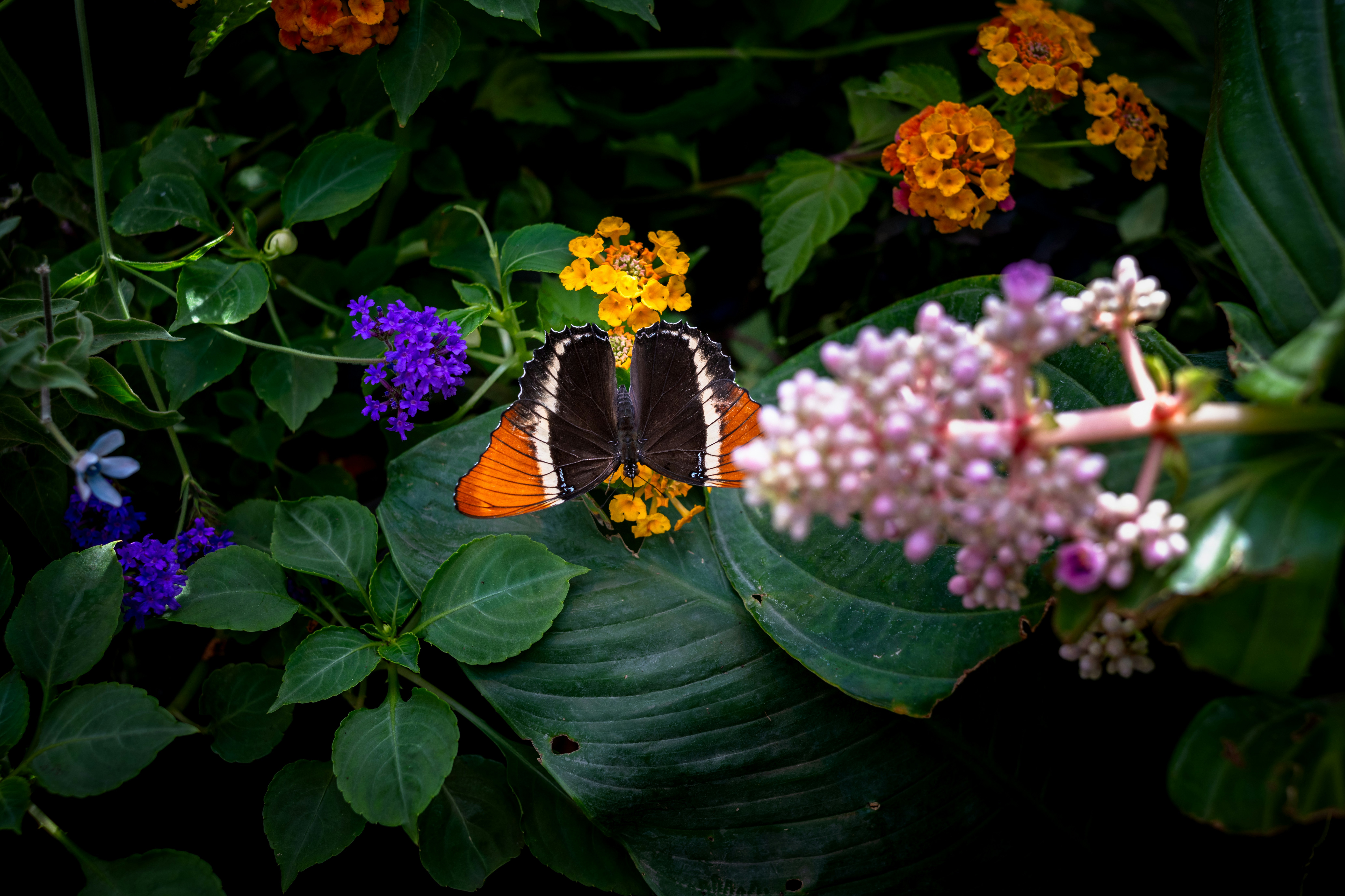 A butterfly rests on a leaf surrounded by flowers.