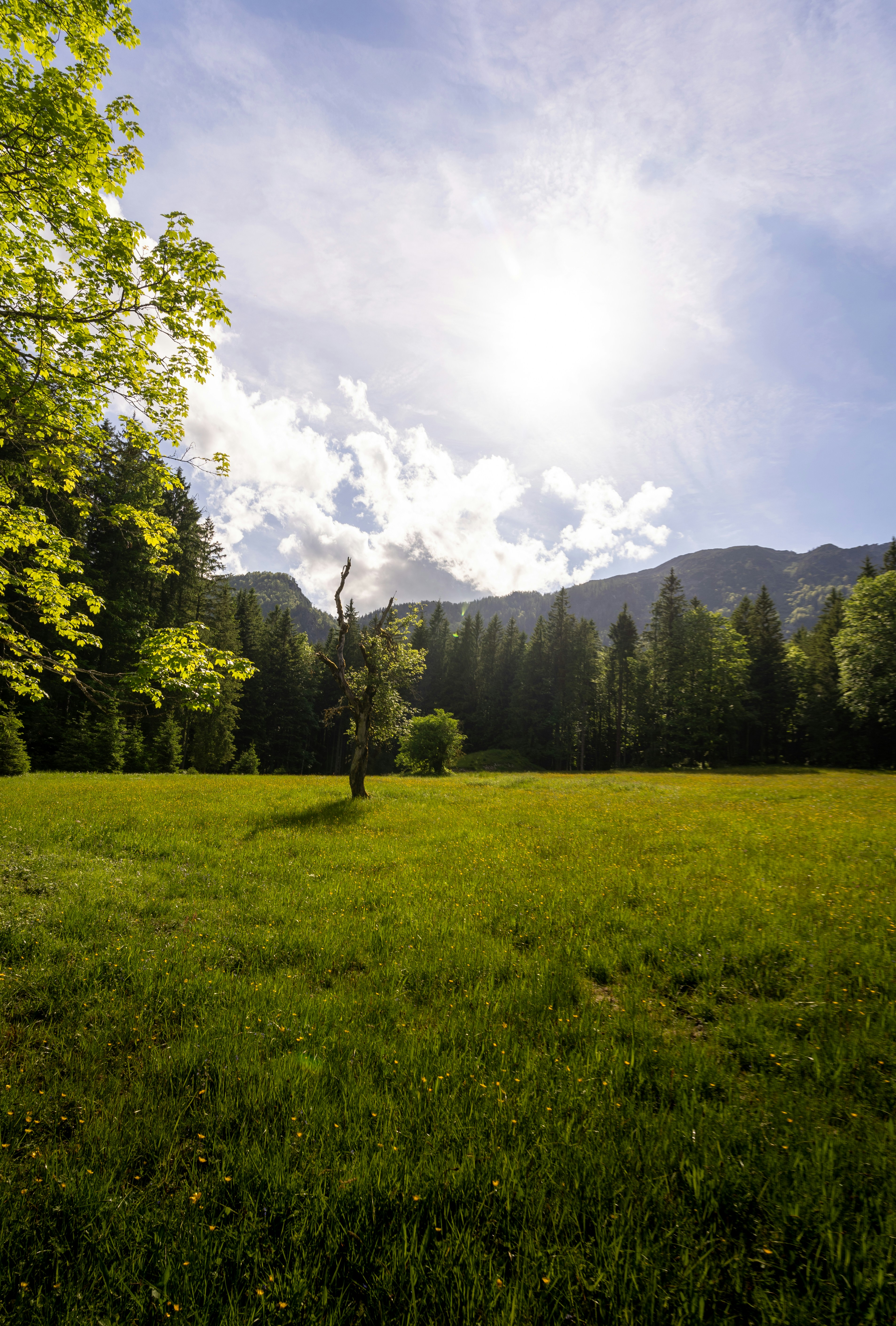 Green field with trees and mountains under the sun.