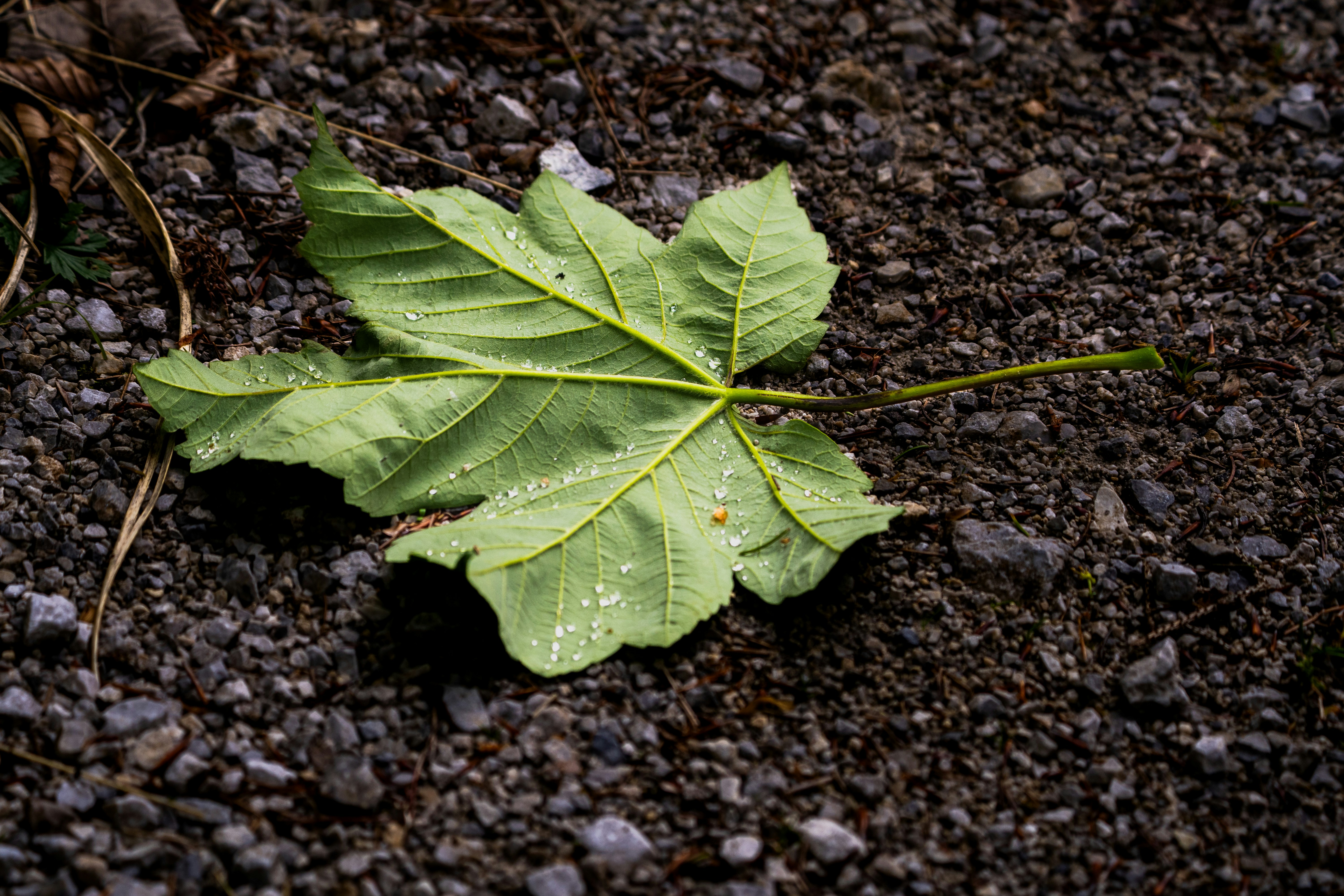 A green leaf rests on the ground.