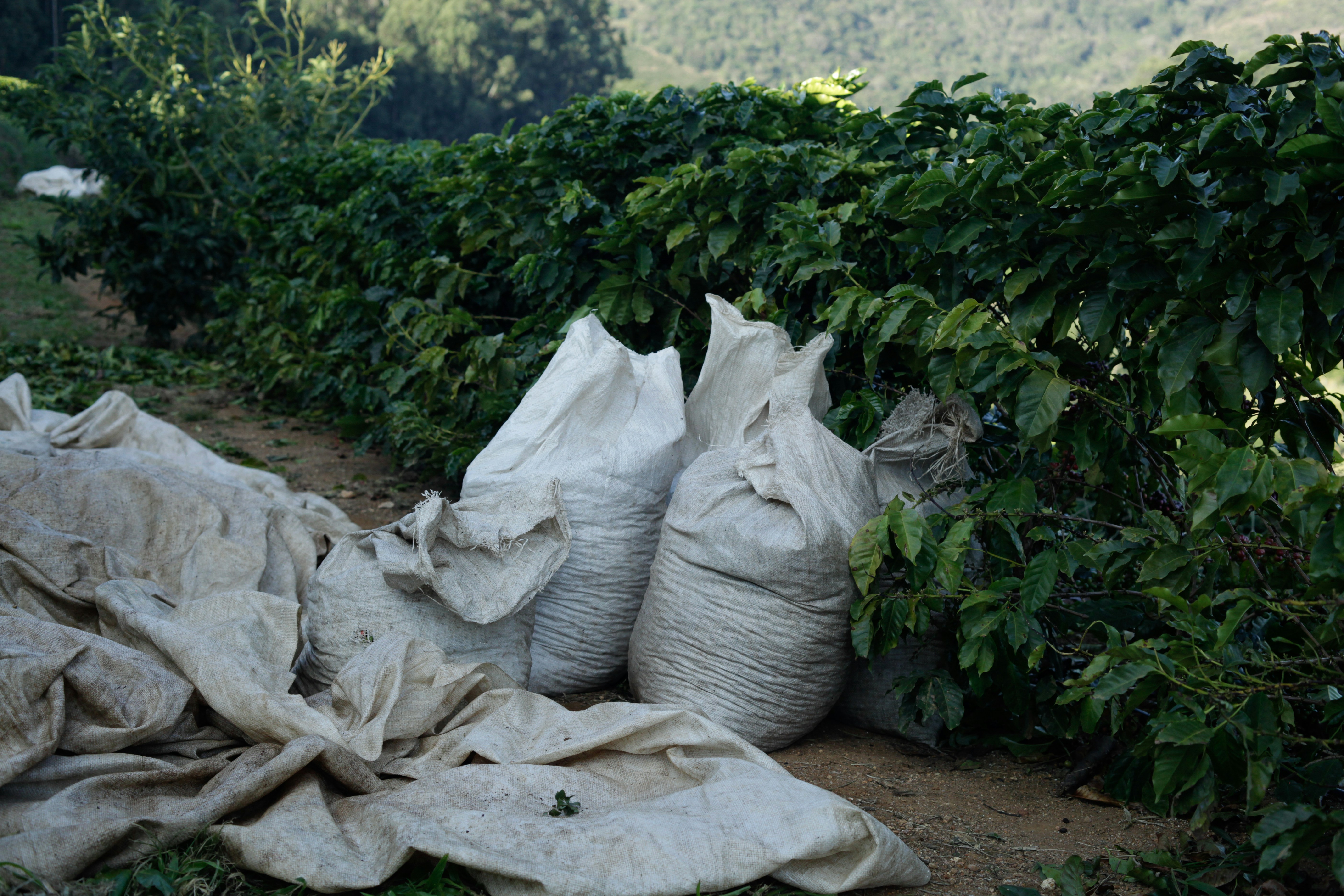 Sacks of harvested crops lay near green foliage. photo – Free Sao paulo ...