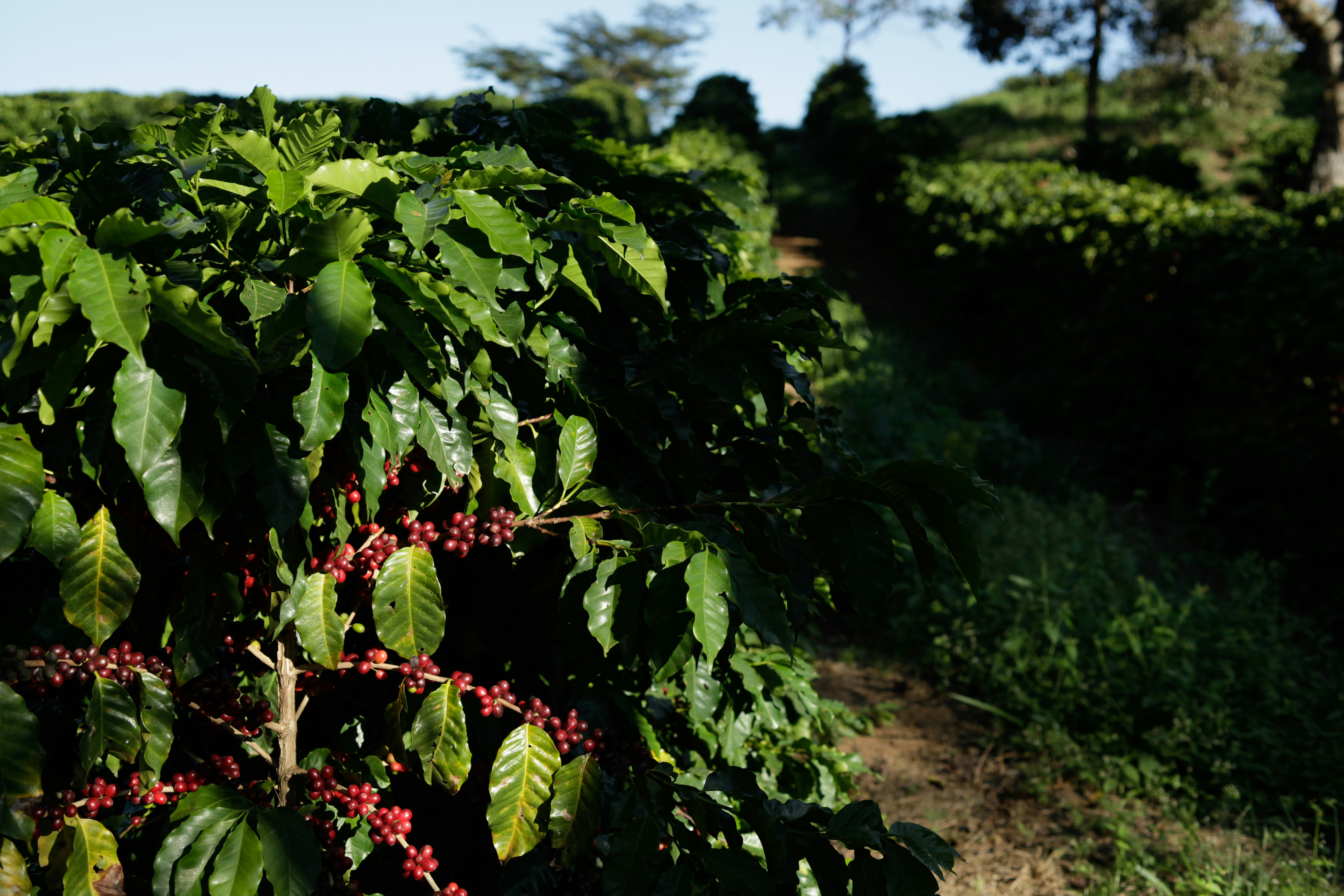 cafegatomourisco.com | Coffee plants grow in a sunny field.