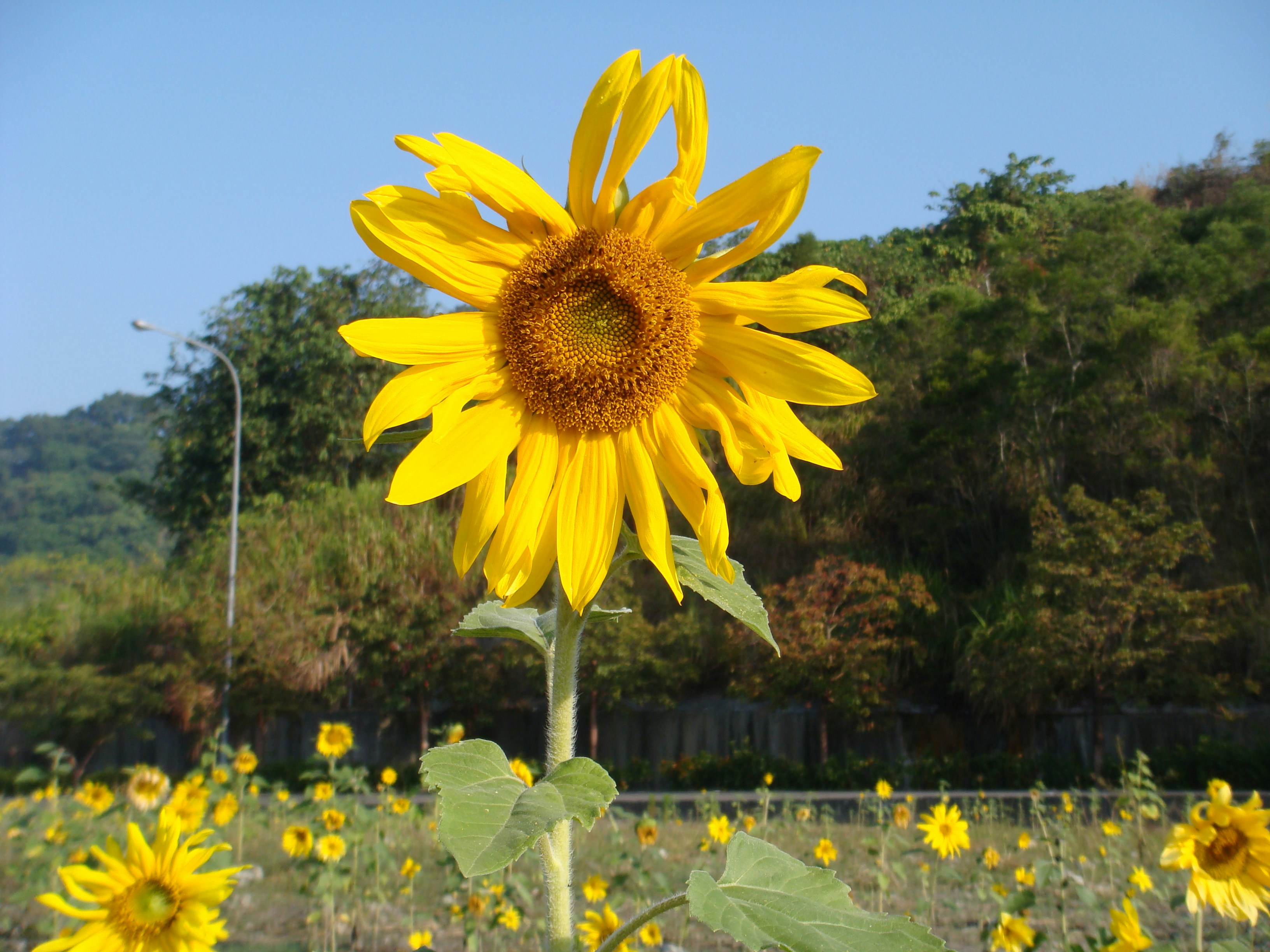 A bright sunflower stands tall in a field.