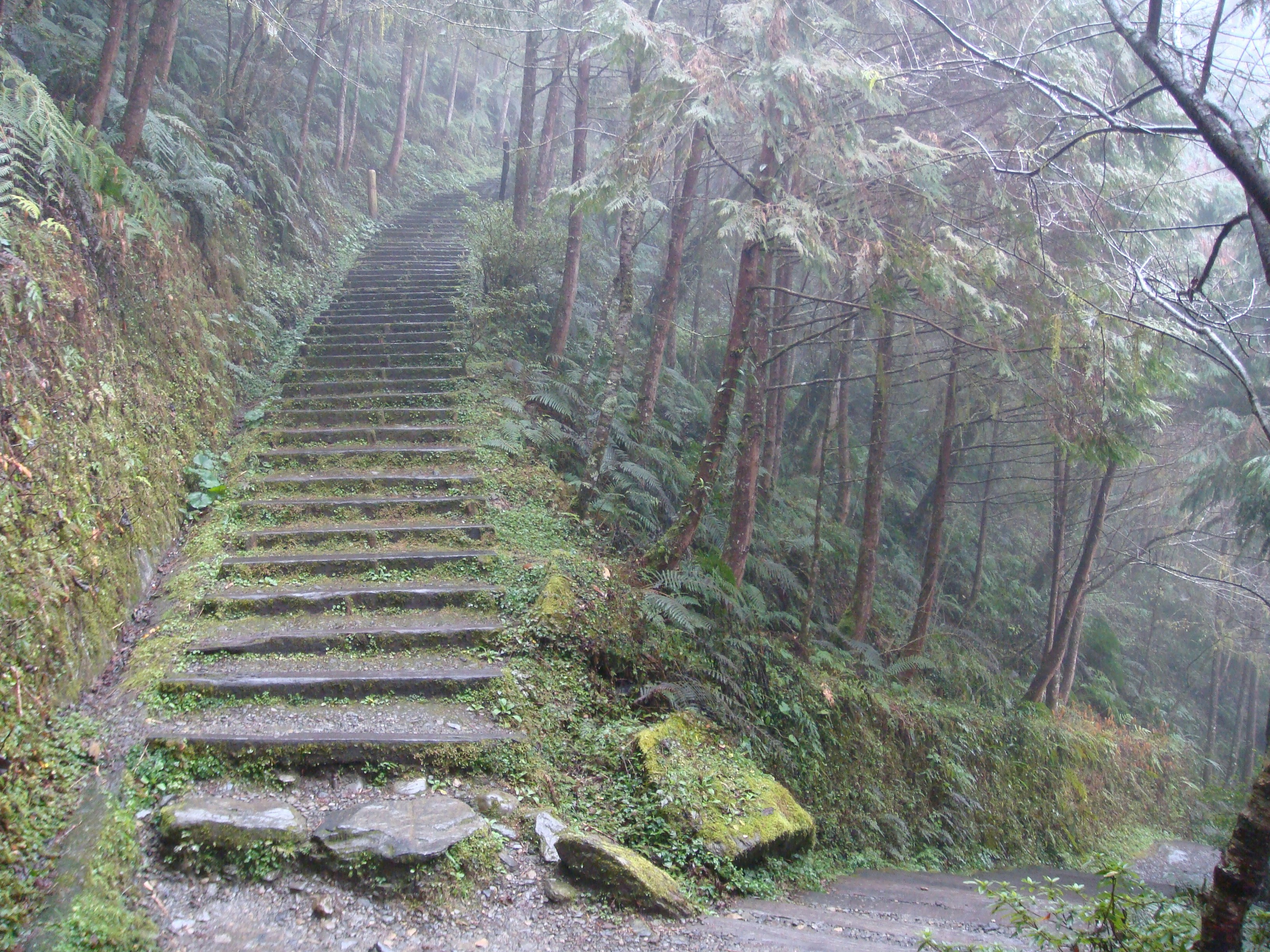 Stone stairs ascend through a misty forest.