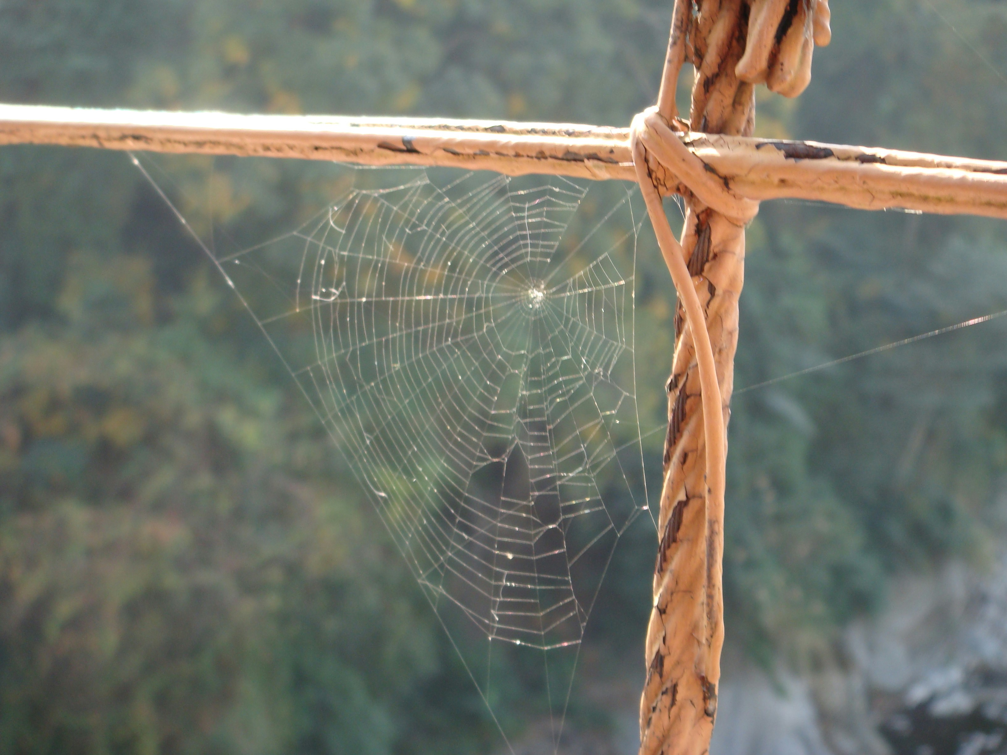 A spiderweb sits on a textured wooden frame.