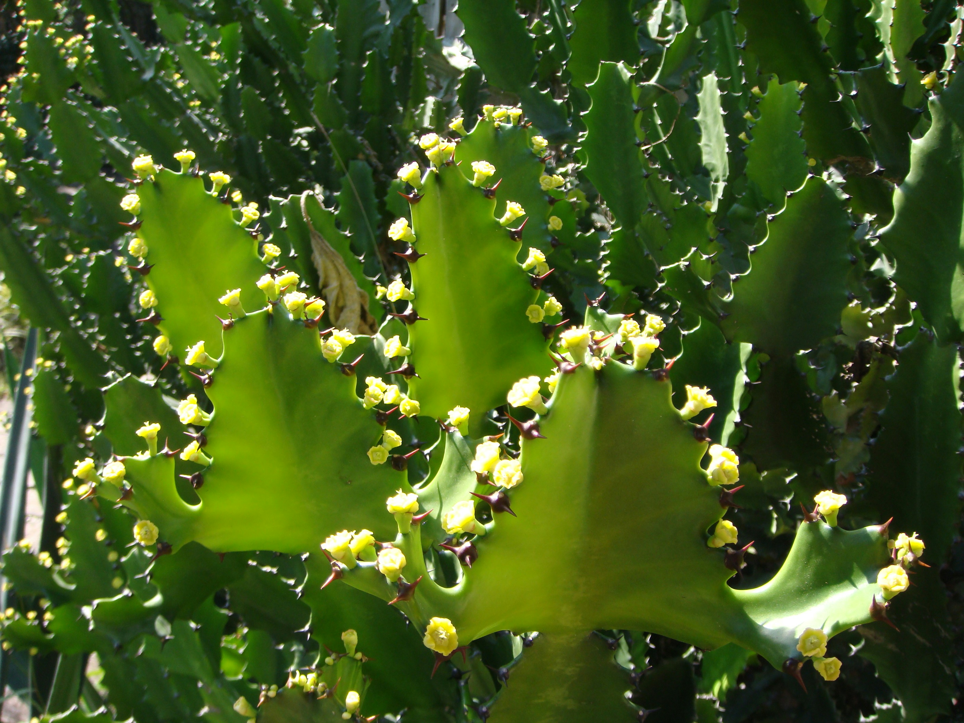 Green cactus with yellow flowers.