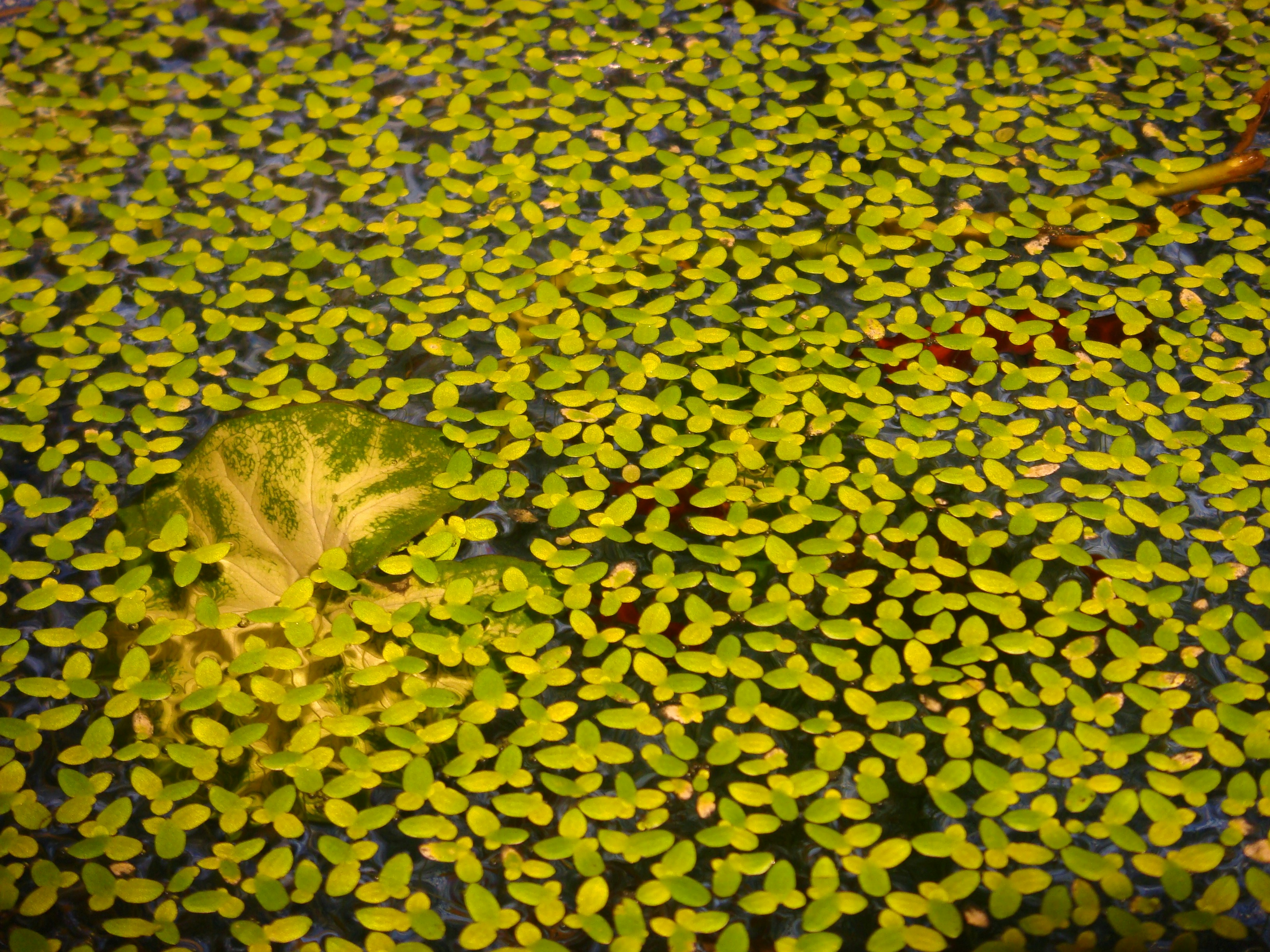Vibrant green water plants cover a tranquil pond, creating a lush, textured surface with a single leaf peeking through.