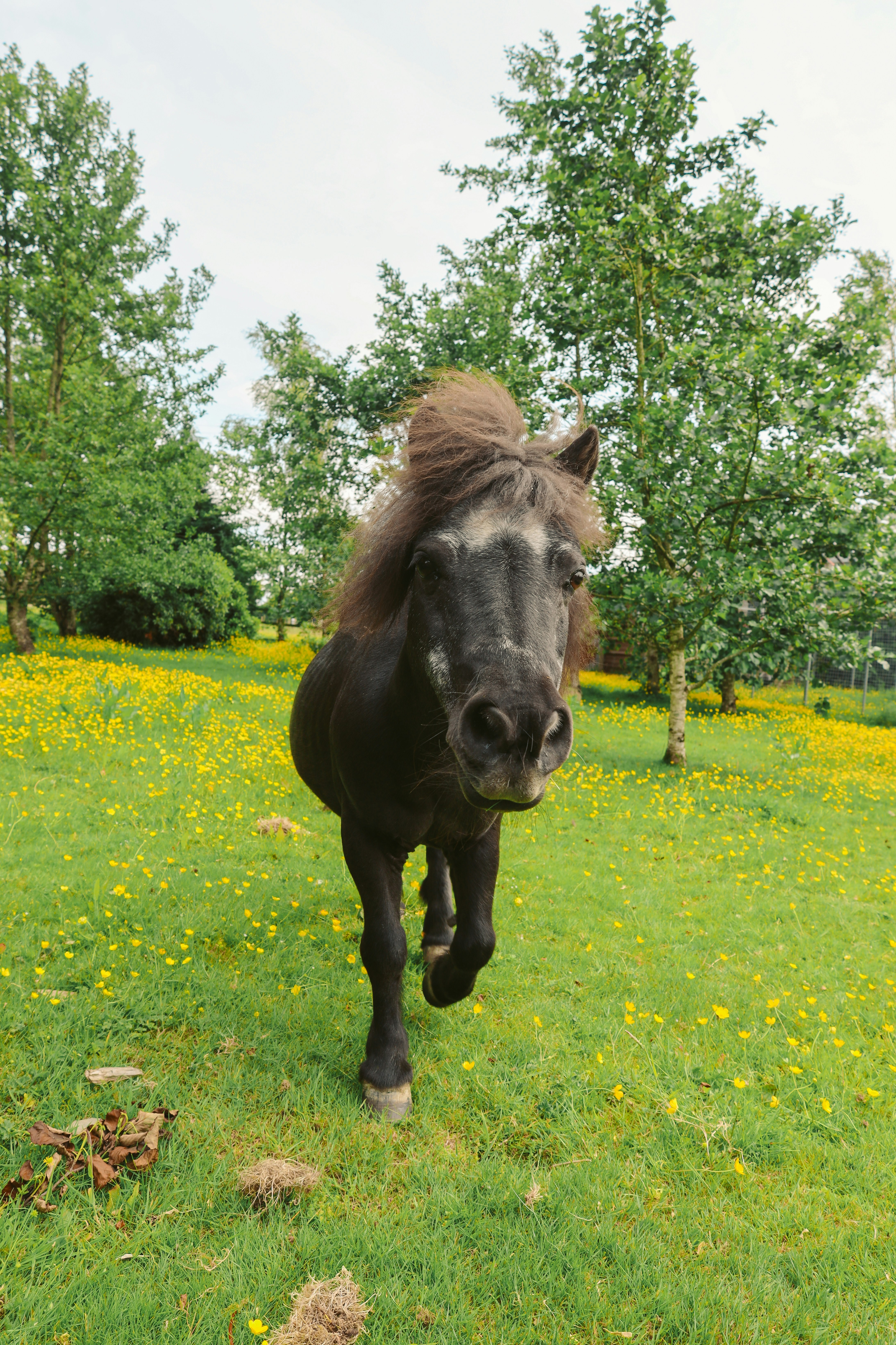A dark pony walks toward the camera in a field.