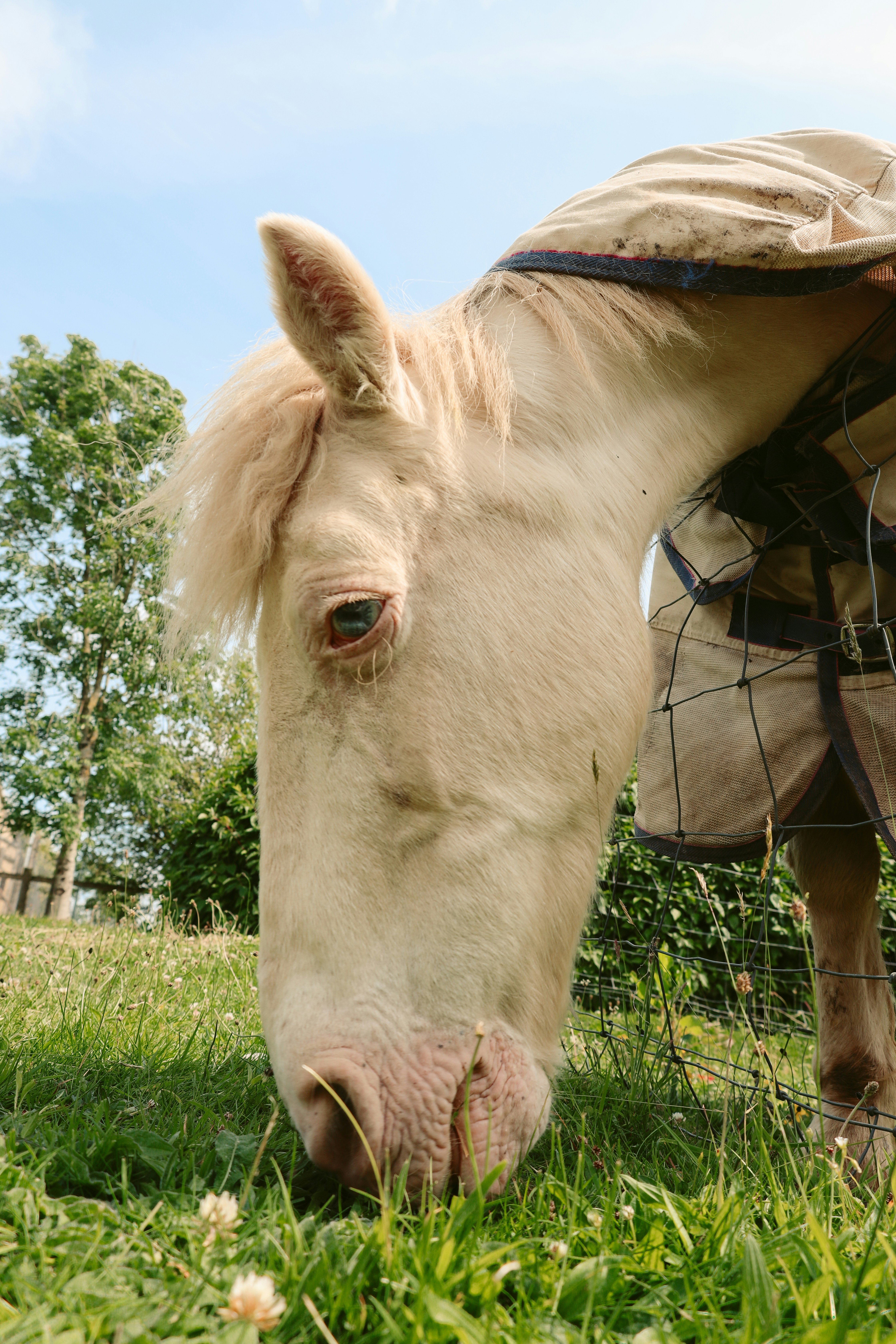 A horse grazes peacefully in a green field.