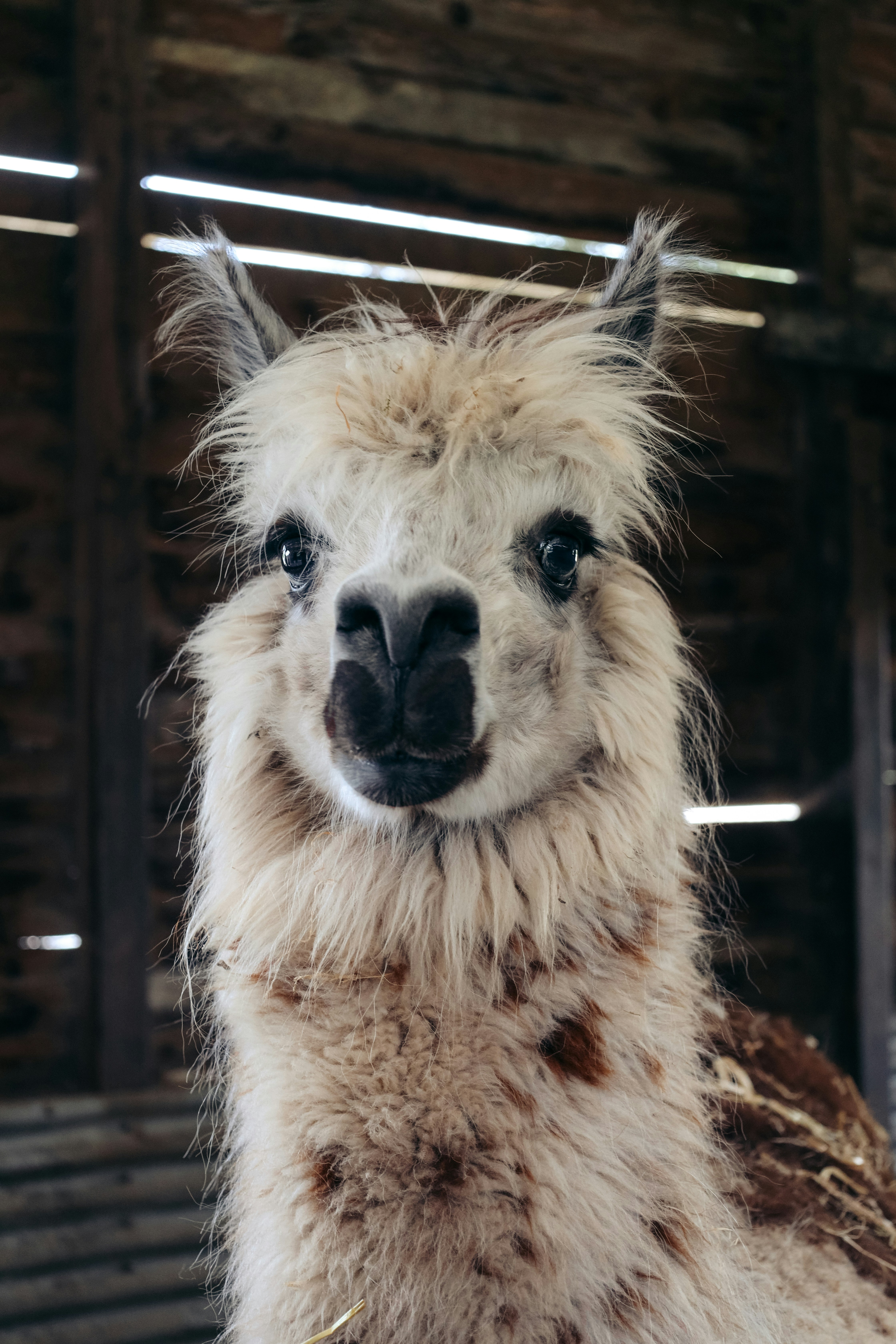 A close-up of a fluffy, adorable alpaca.