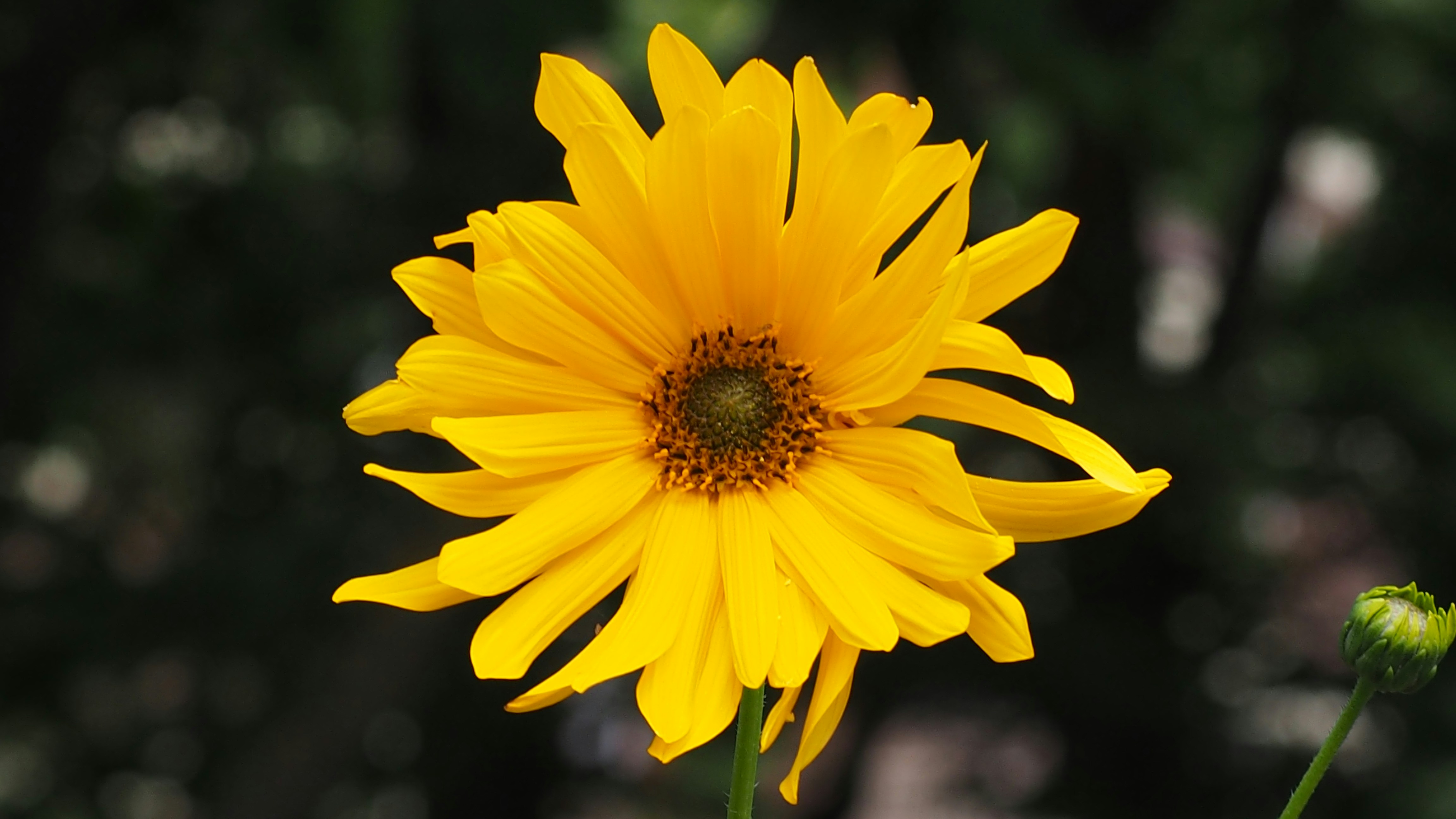 Asteraceae Helianthus × laetiflorus Pers. - Bastard-Sonnenblume | A bright yellow flower blooms in sunlight.