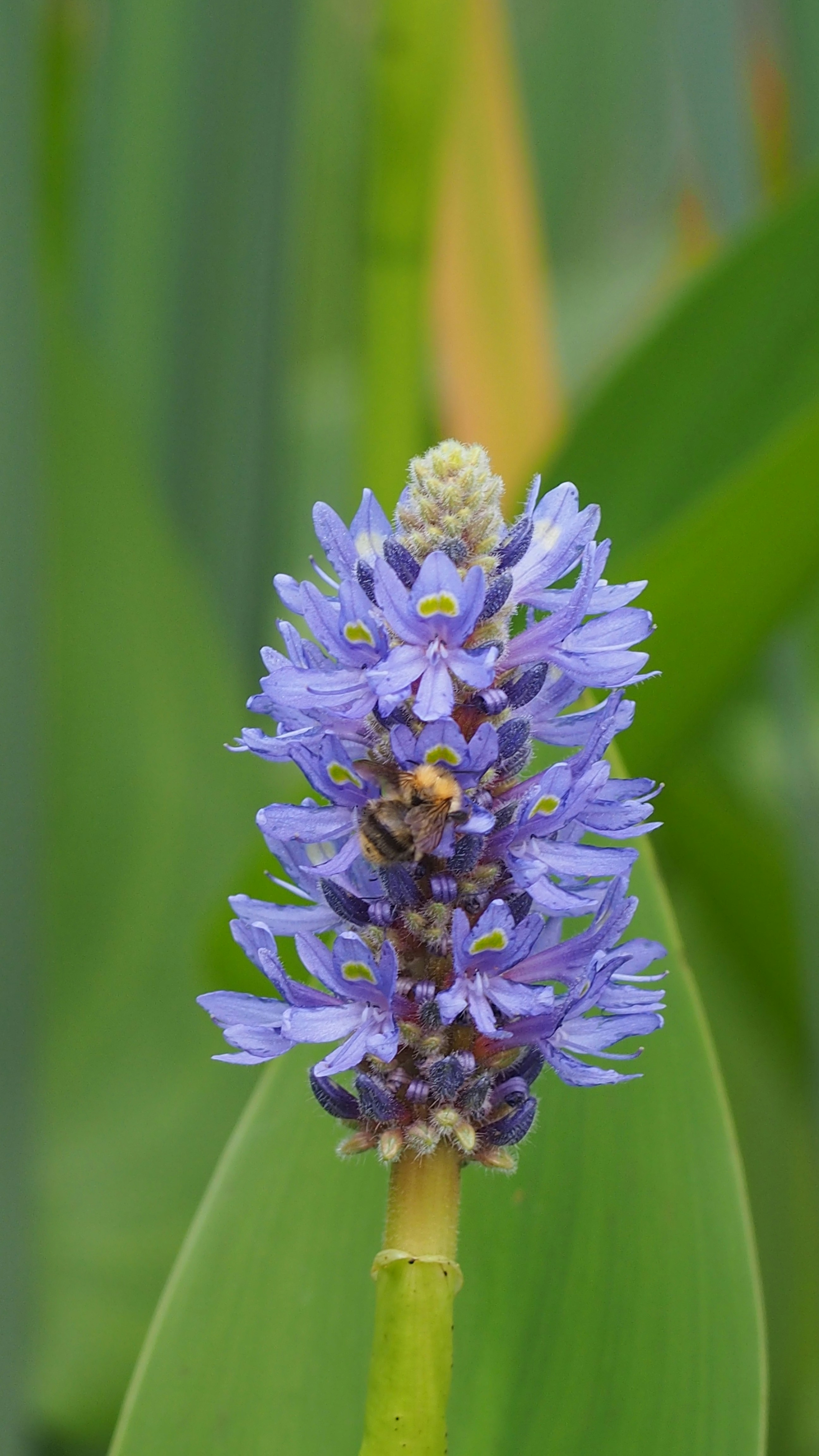 Pollinating Pulse: A Honeybee on a Lavender Spike