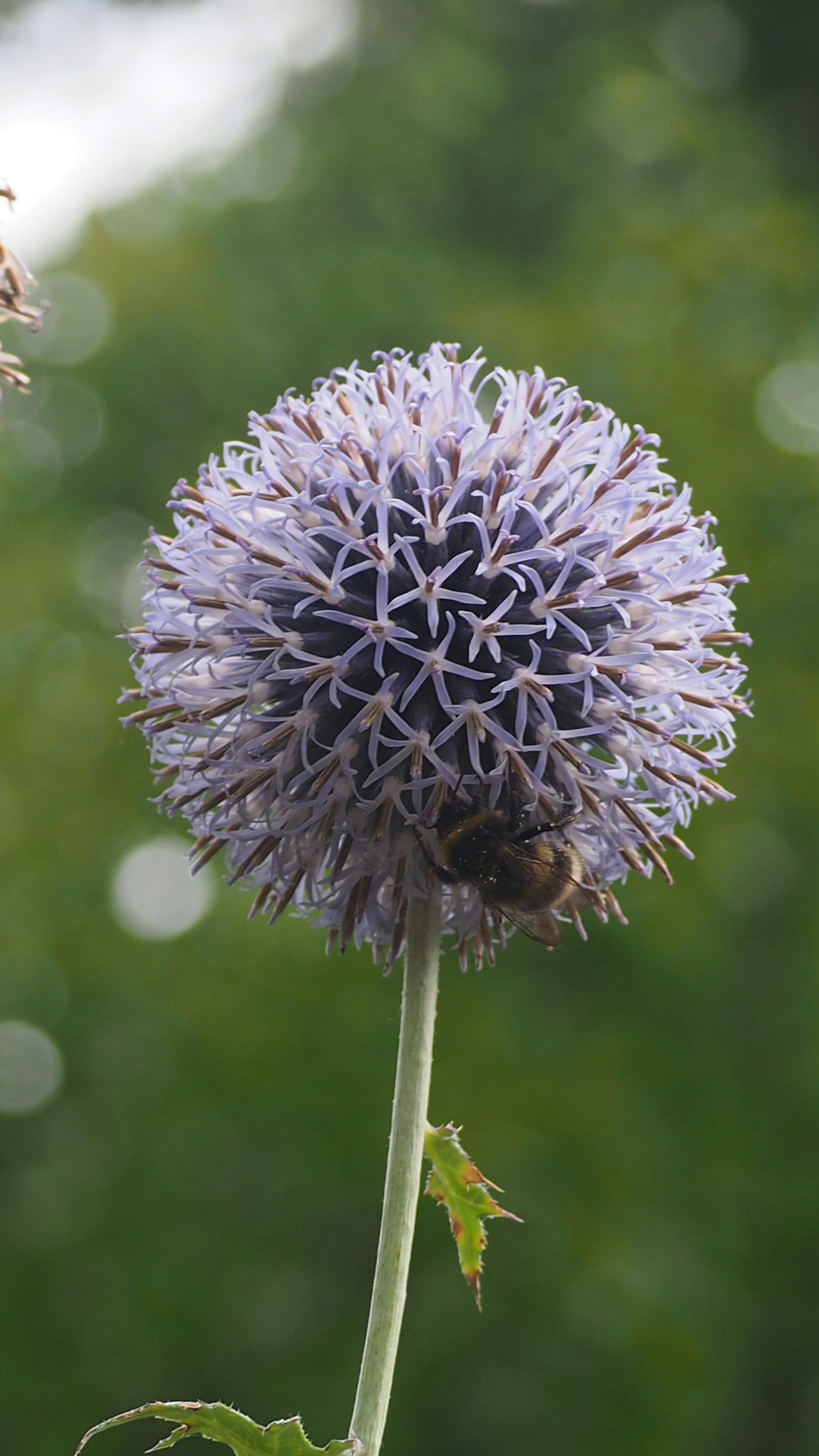 Asteraceae Echinops bannaticus Rochel ex Schrad. - Balkan-Kugeldistel | A bee lands on a round purple flower.