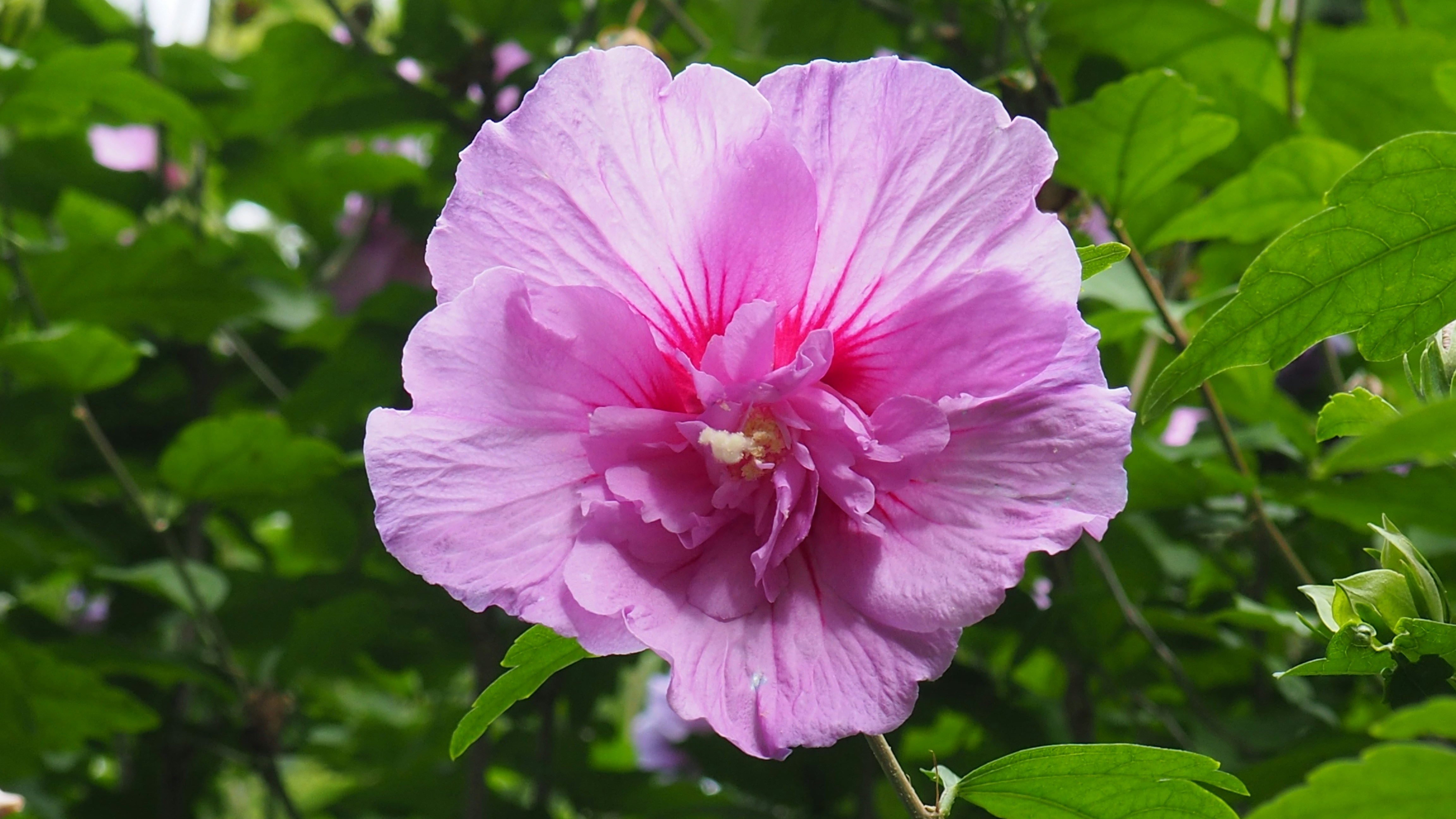 Malvaceae Hibiscus syriacus L. - Echter Roseneibisch | A beautiful, pink flower blooms among greenery.