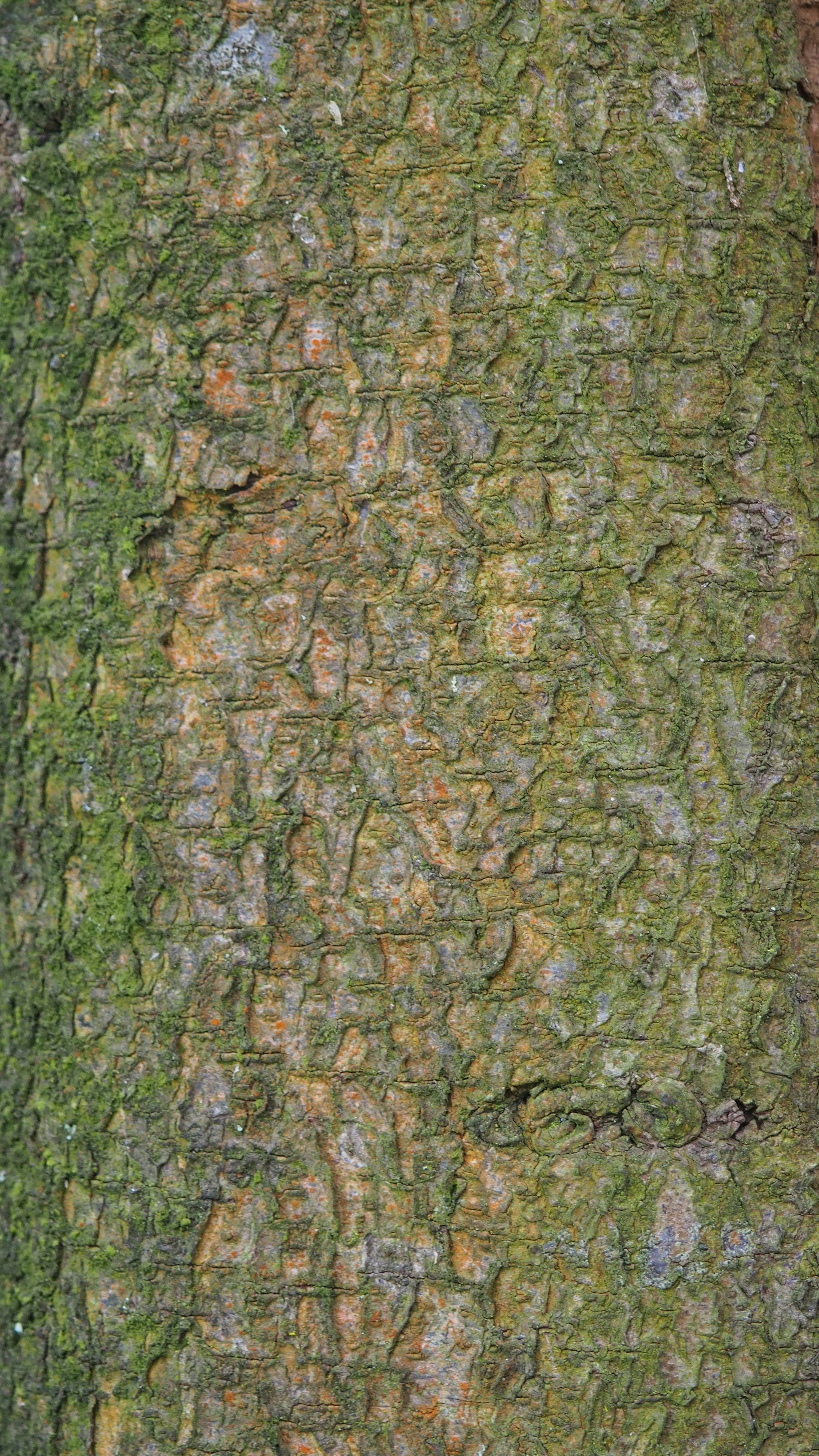 The Intricate Tapestry of Nature's Armor