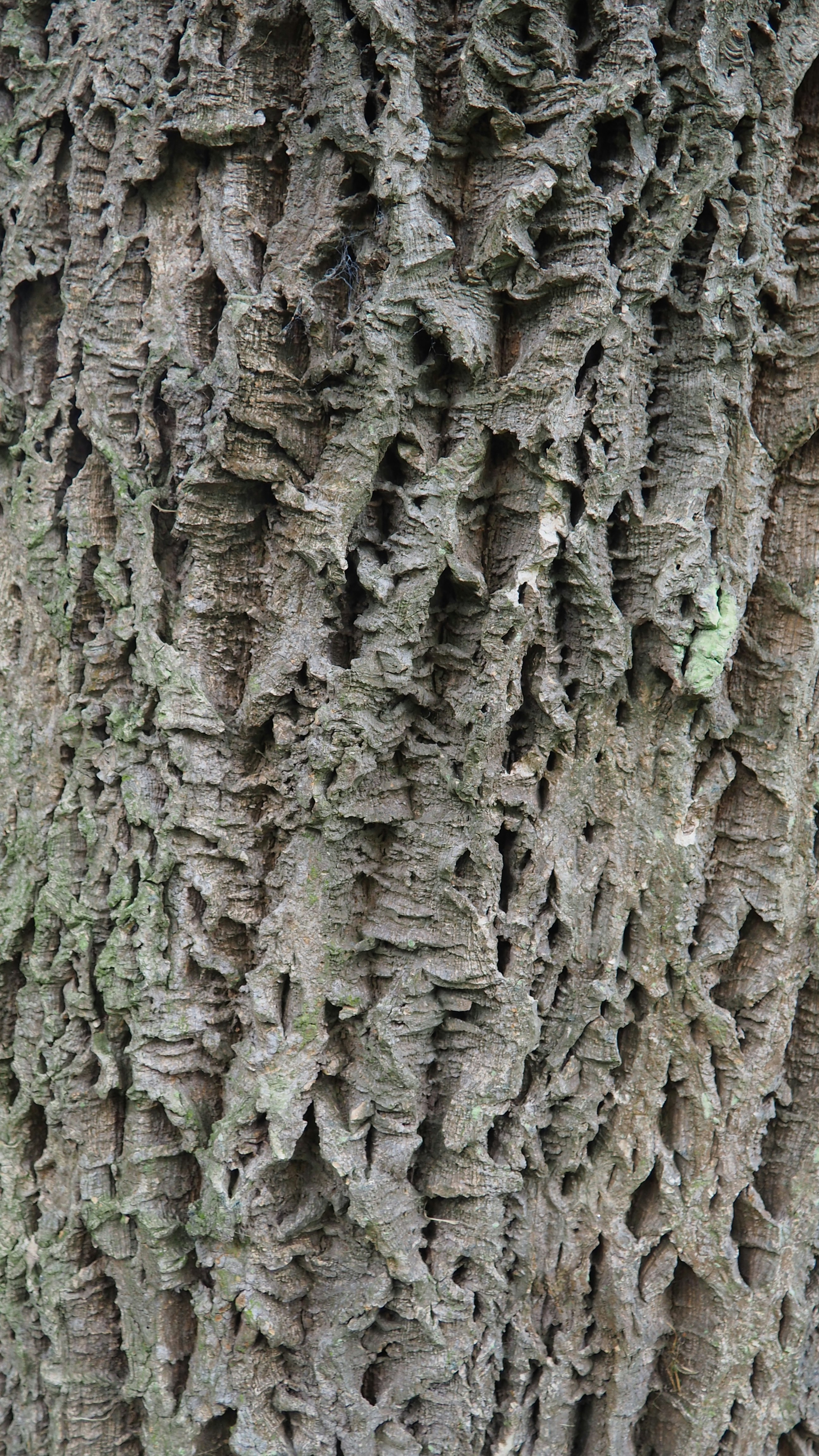 Rutaceae Phellodendron amurense Rupr. - Amur-Korkbaum - Rinde | Textured bark of a tree.
