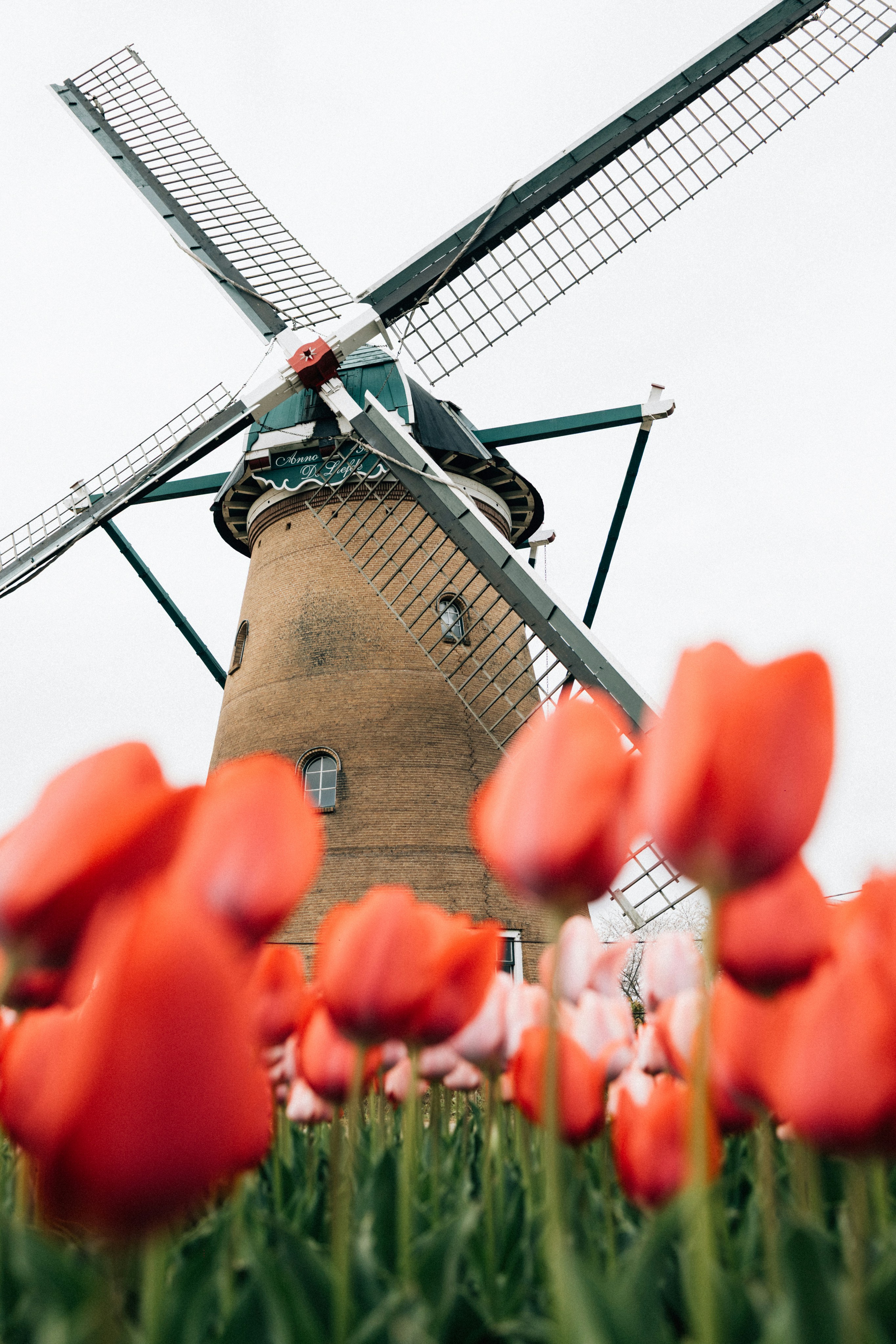 Windmill and tulips bloom in a scenic landscape. photo – Free Japan ...