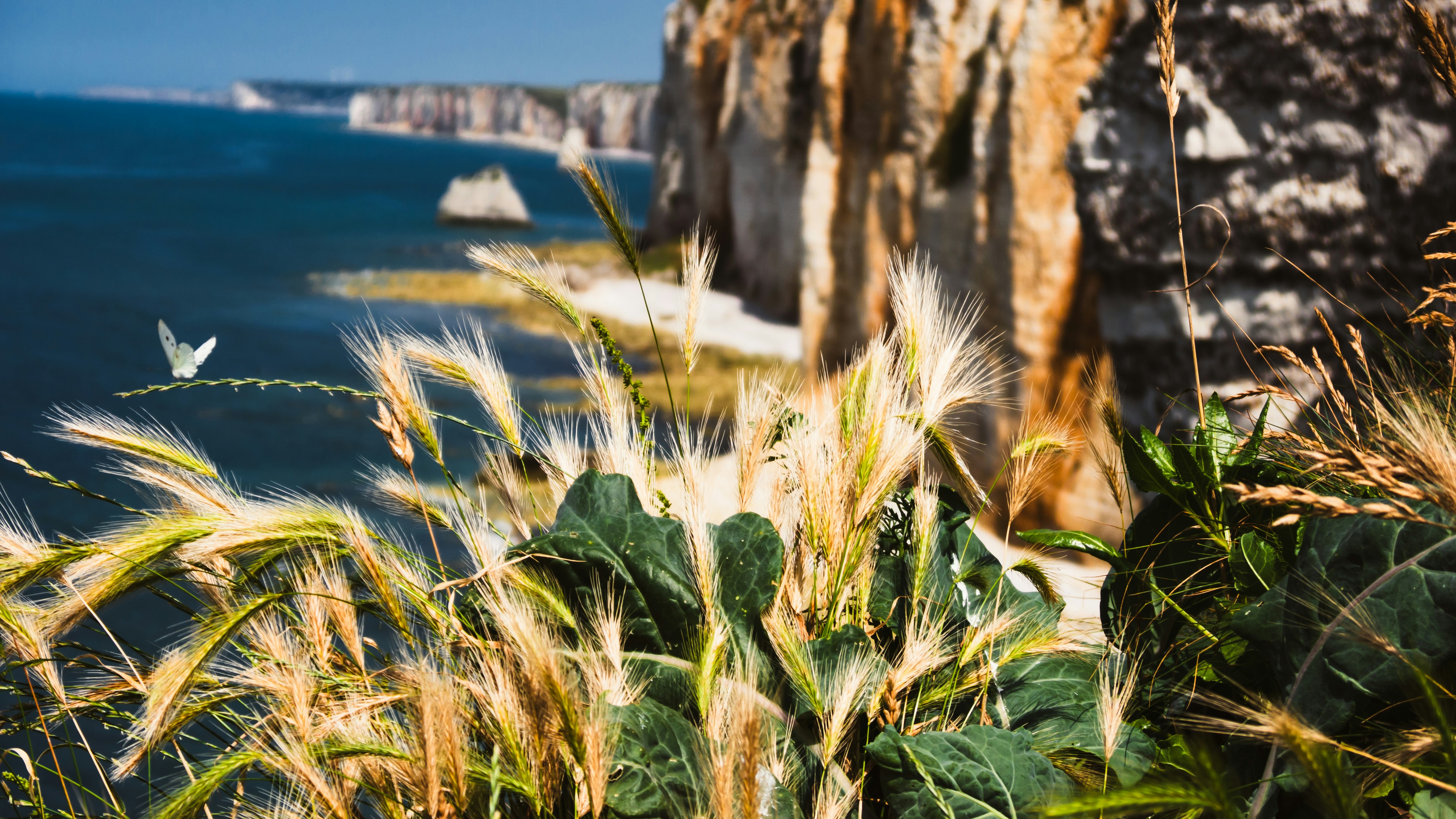 Sunlit Foxtail Grasses Framing the Cliffside Ocean