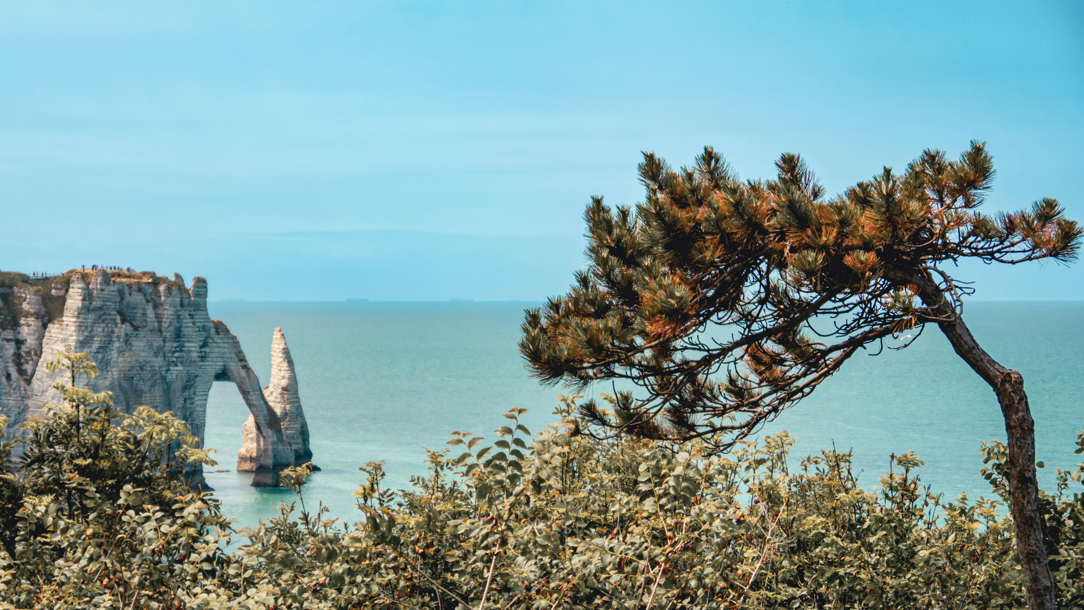 Sea Arch Framed by a Wind-Swept Pine