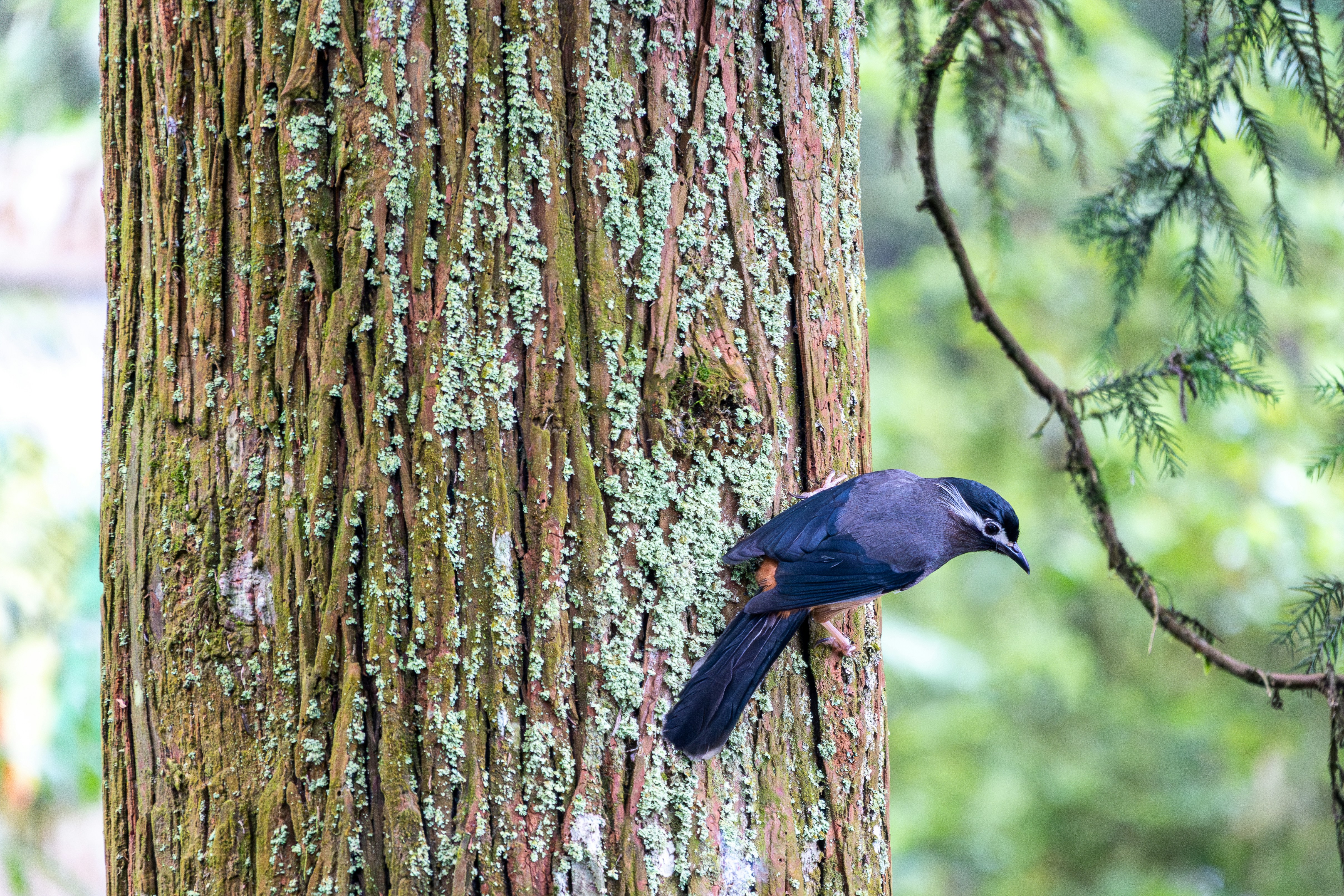 Mid-Tree Perch: A Violet-Backed Visitor in Quiet Foliage
