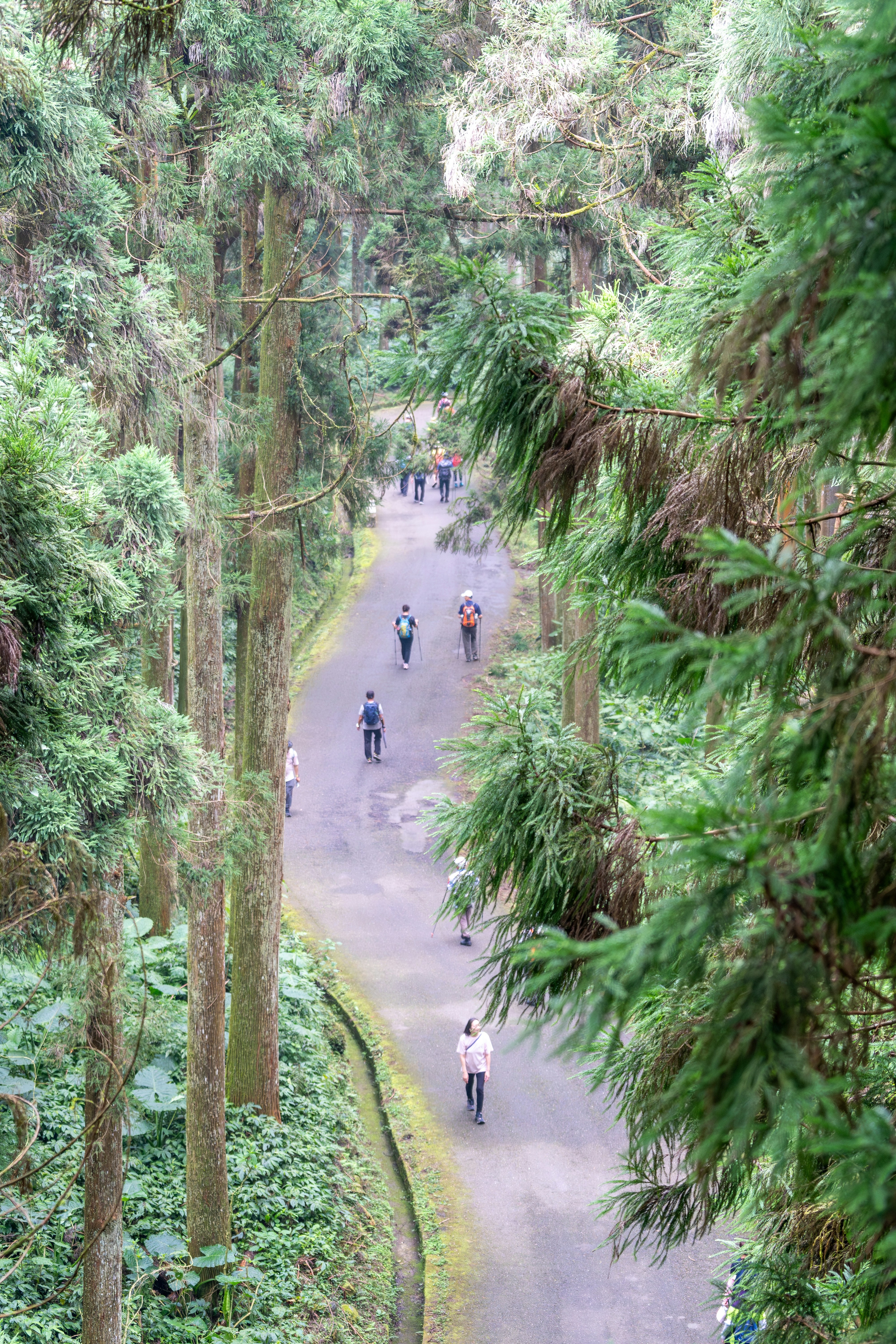 People walk along a road through a forest.
