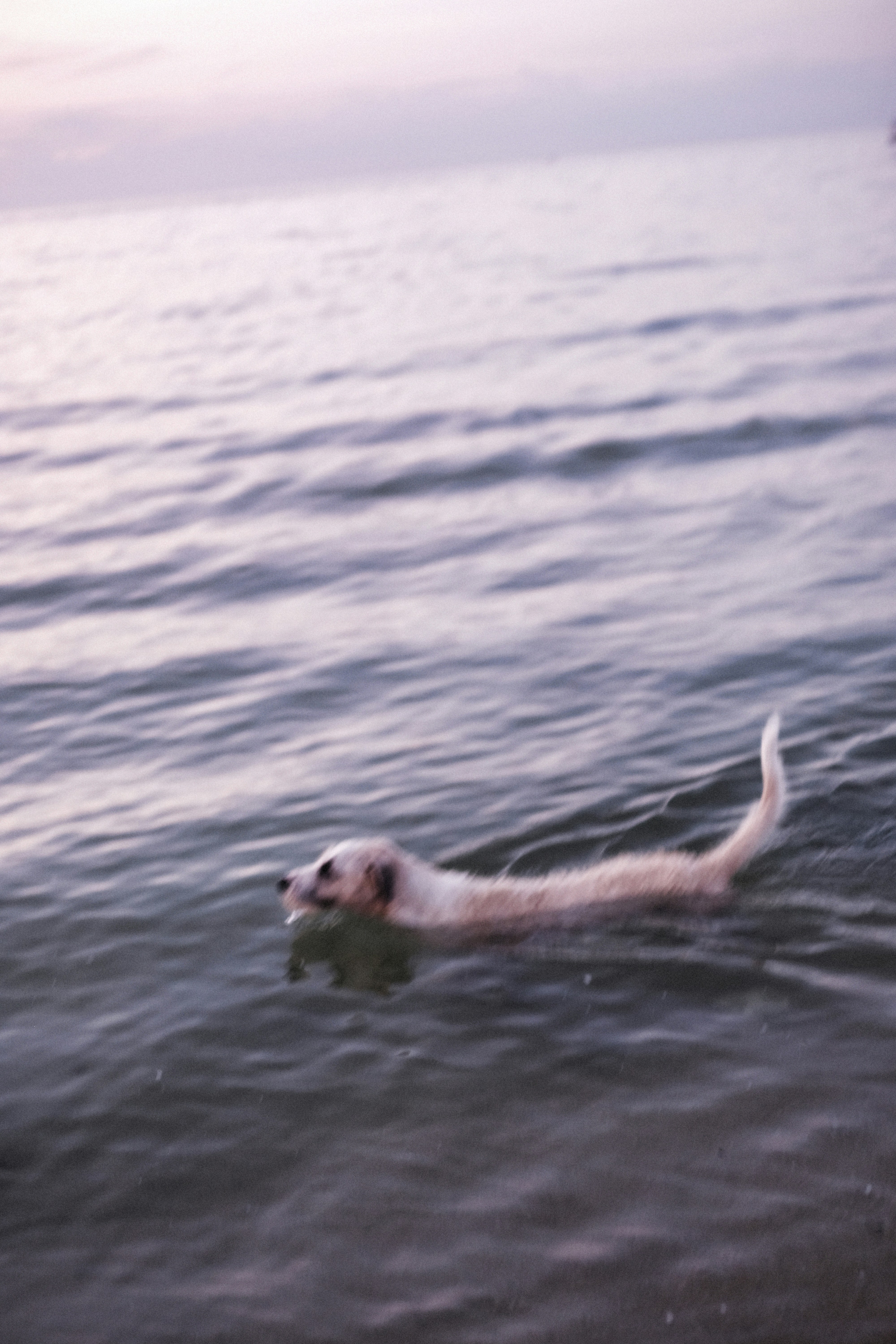 A dog swims leisurely in the calm sea.