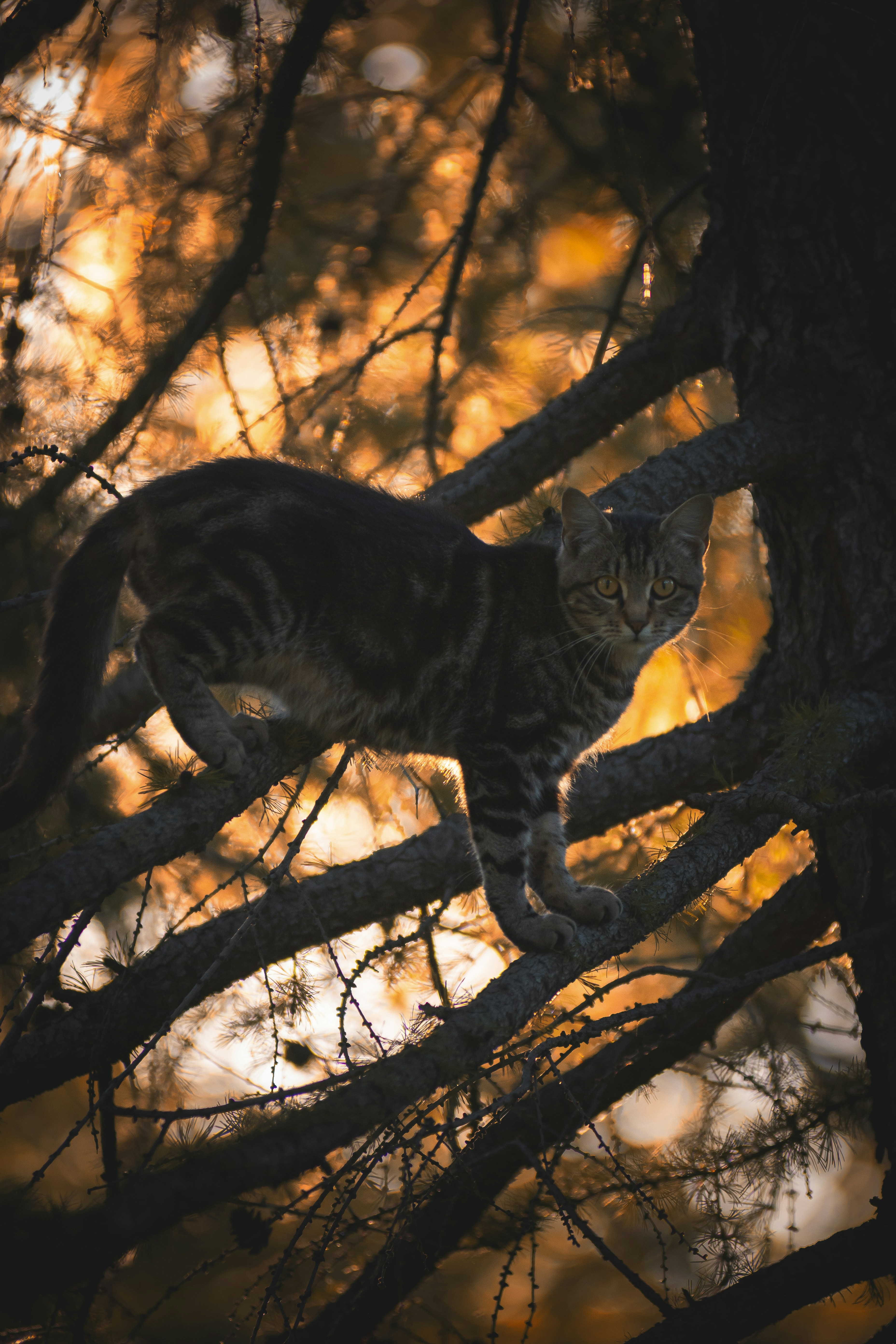 A tabby cat balances on a tree branch at sunset. Captured in warm light, among the pines. | A cat climbs a tree amidst golden light.