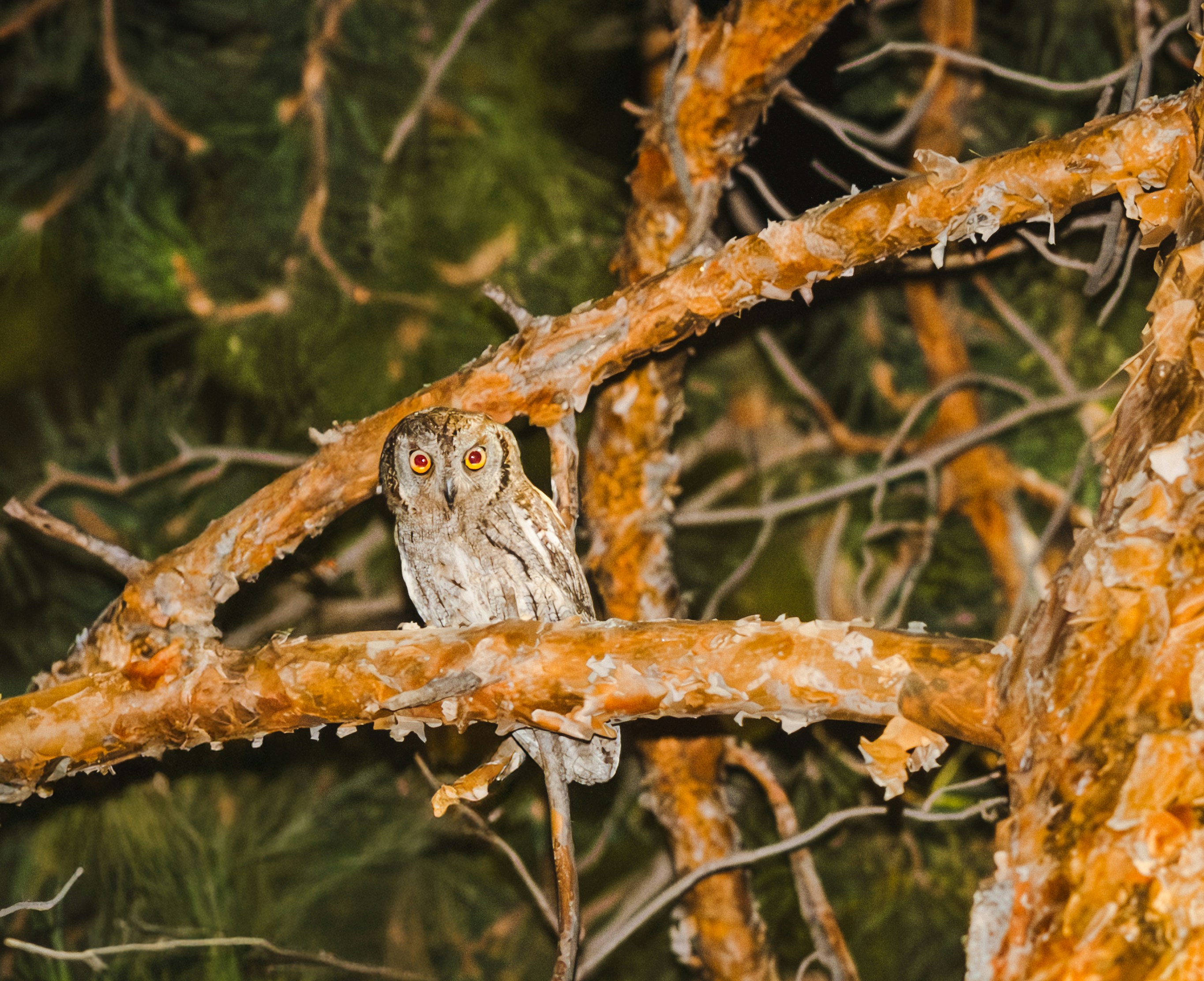 An owl perches on a tree branch at night.