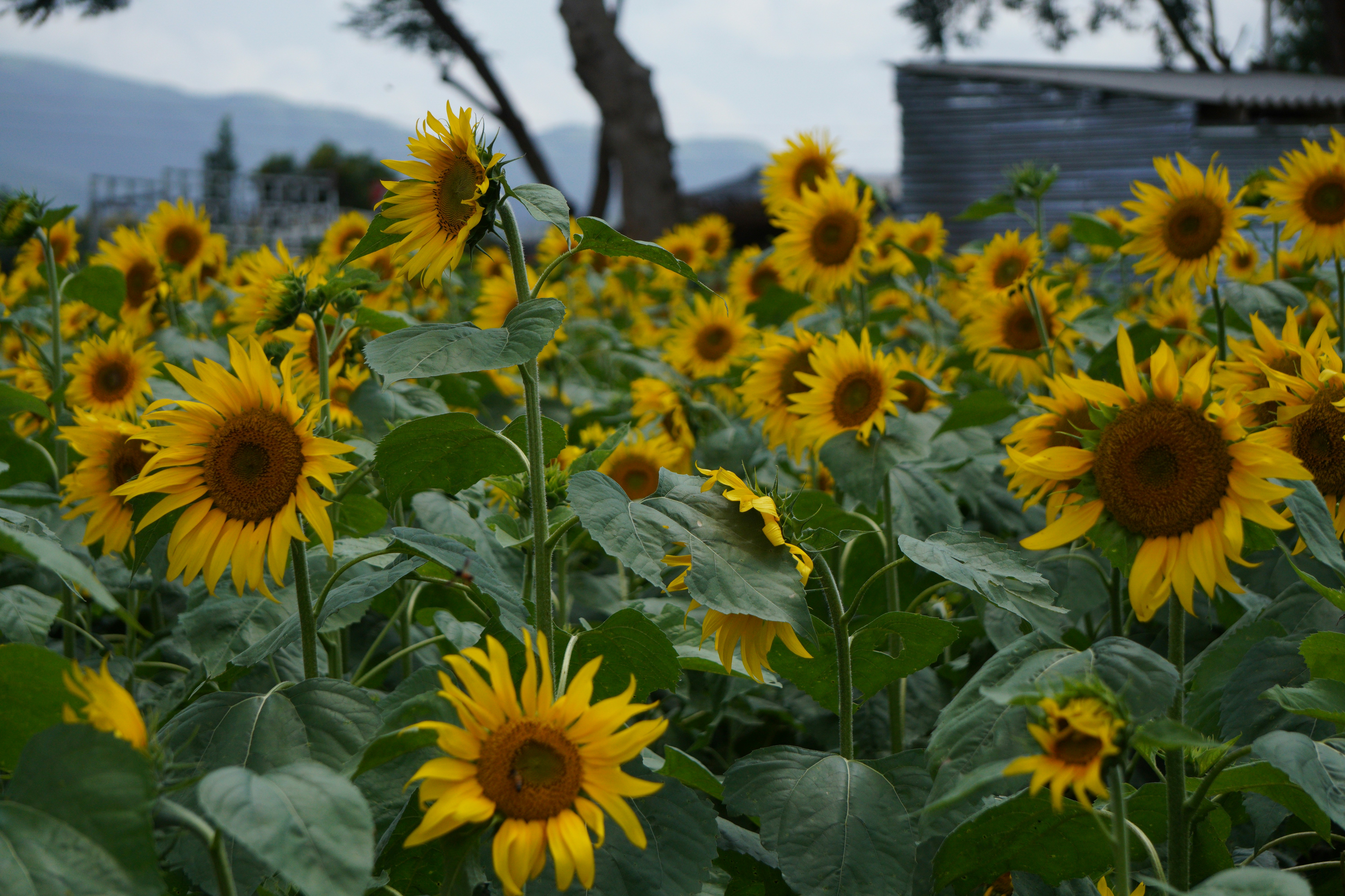 Golden Symphony of Sunflowers