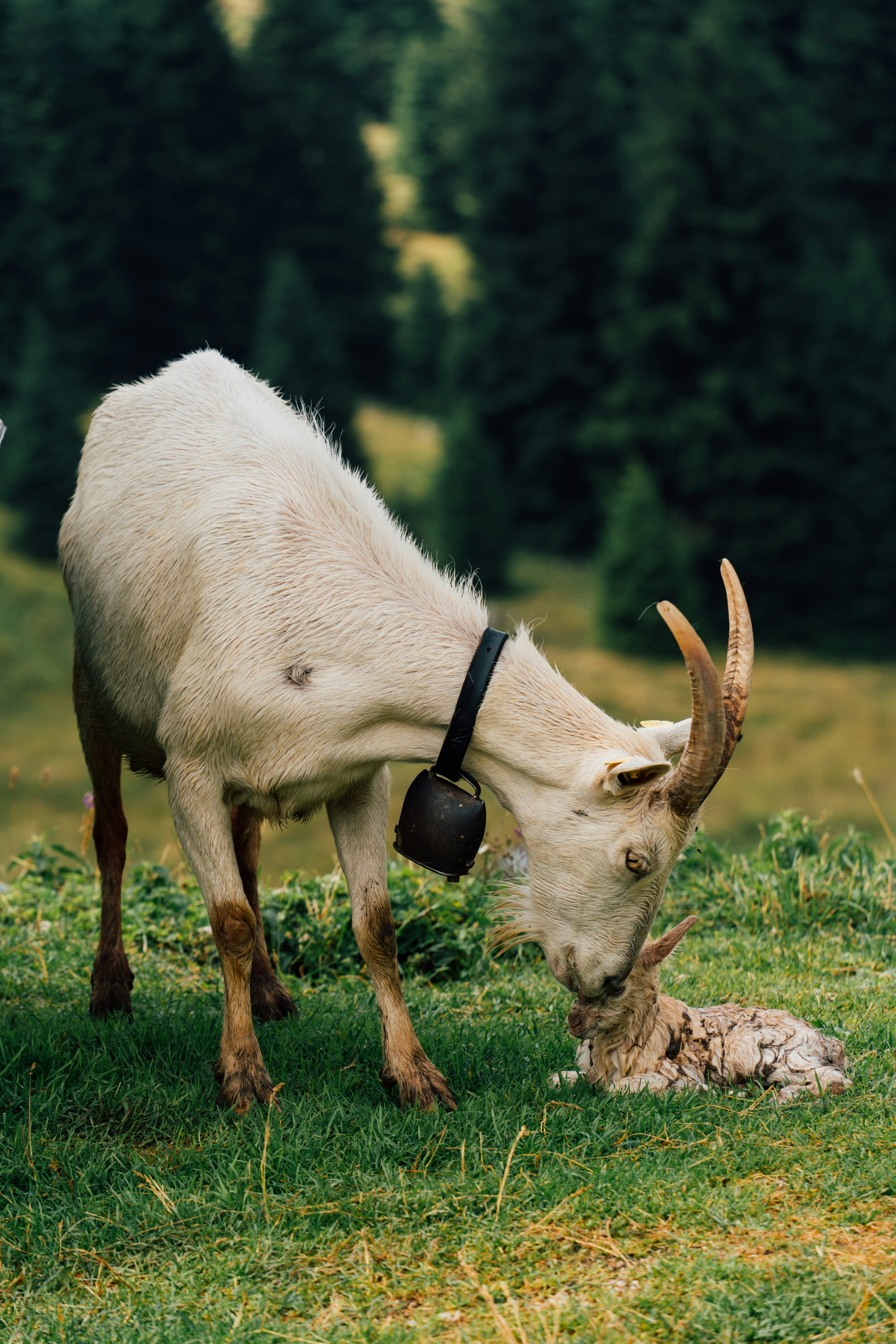 A goat nuzzles its newborn baby.