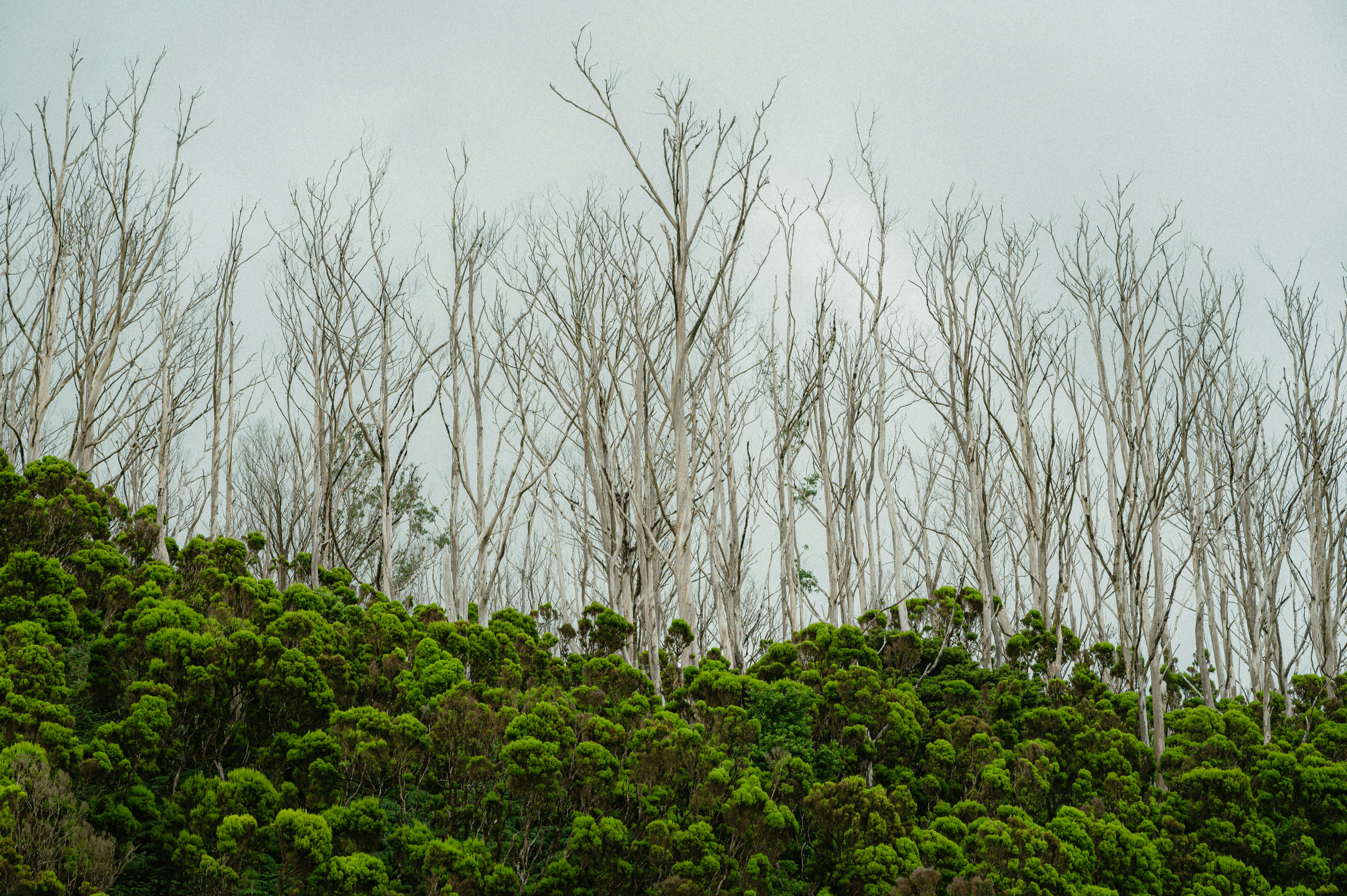 Ghostly Sentinels: A Forest's Silent Watch