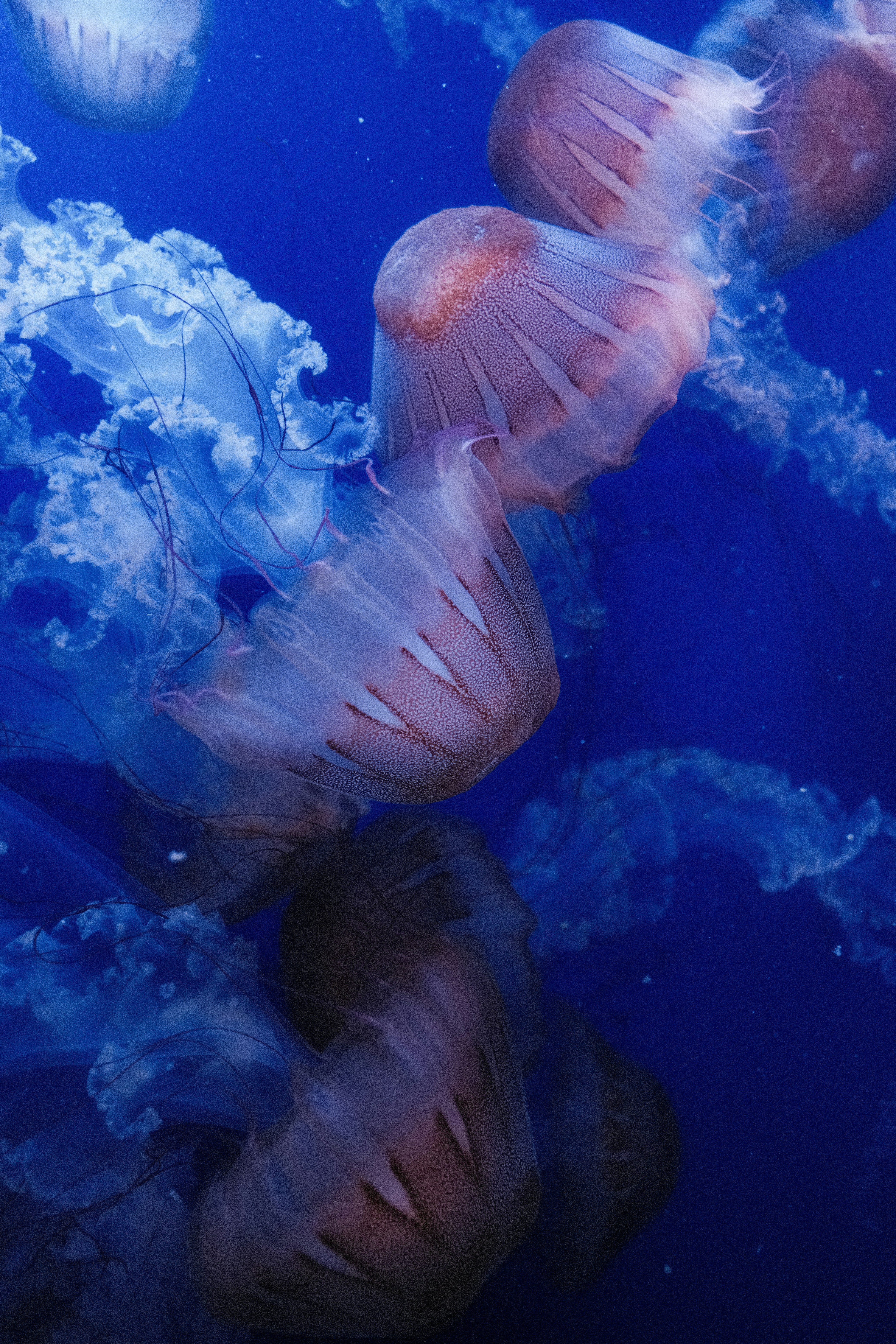 Jellyfish gracefully swim in the deep blue ocean.