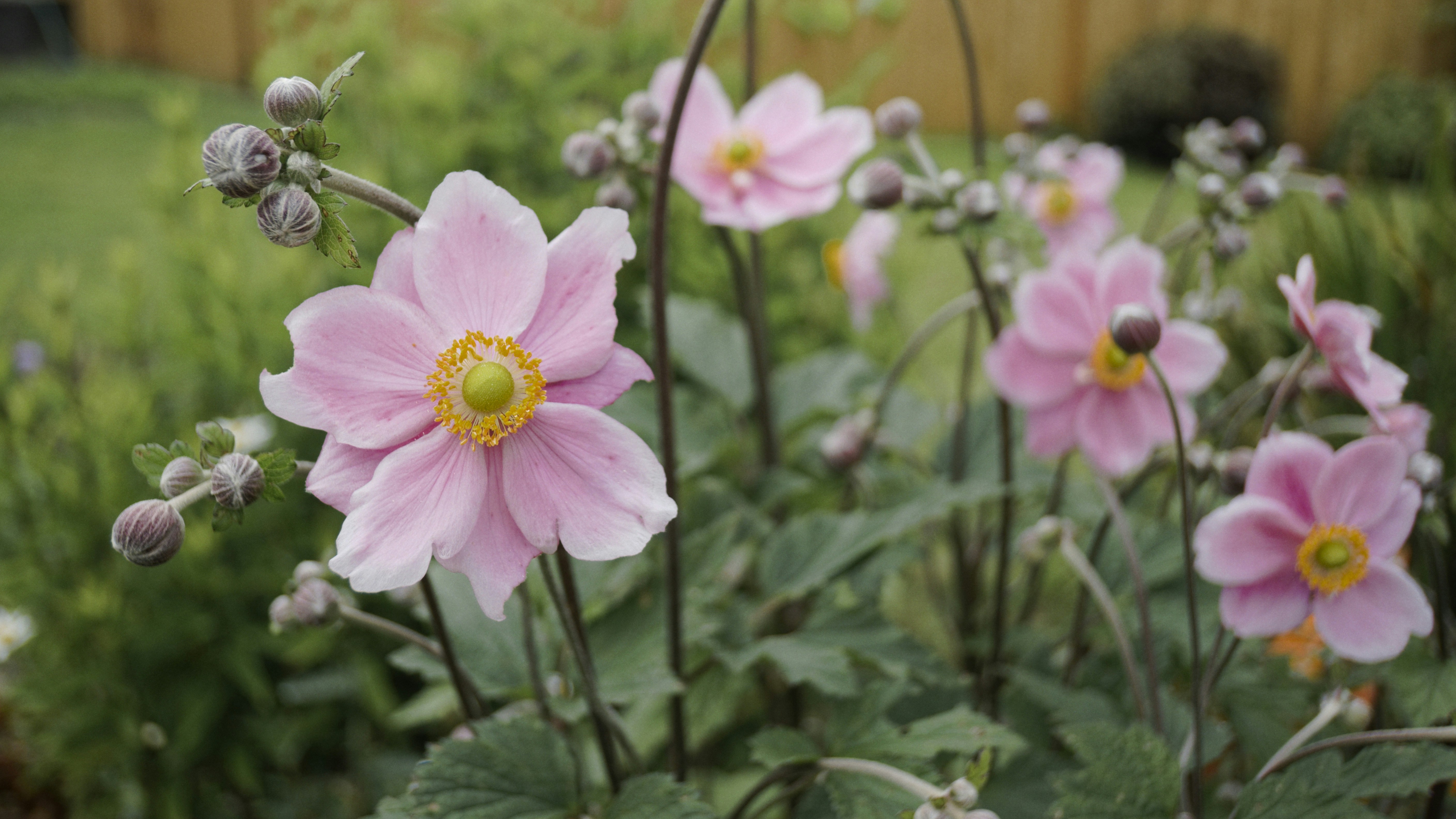 Pink flowers with intricate petals and yellow centers emerge from lush green foliage, showcasing the beauty of a garden in full bloom.