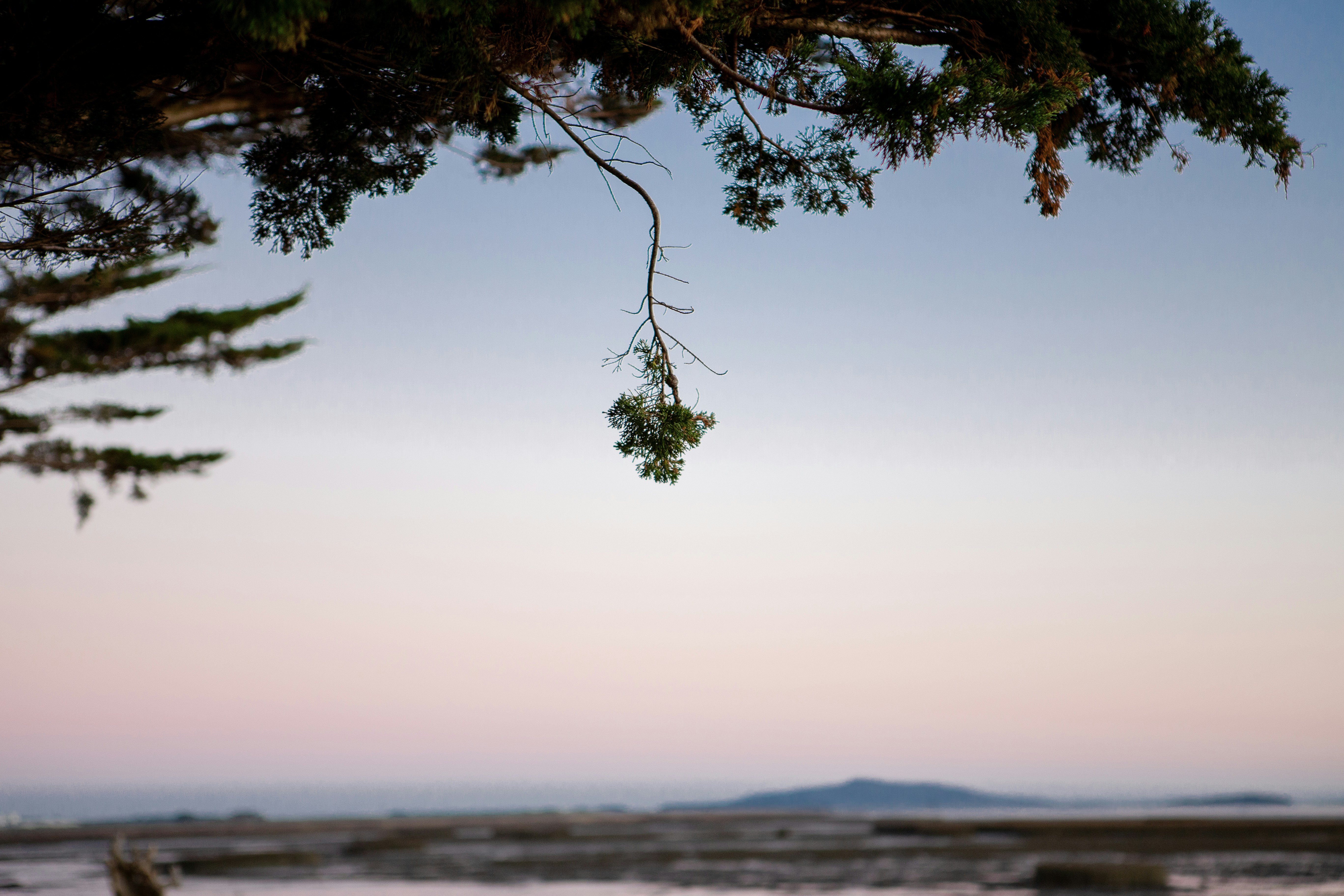 Branch hangs in the sky with water in the background.