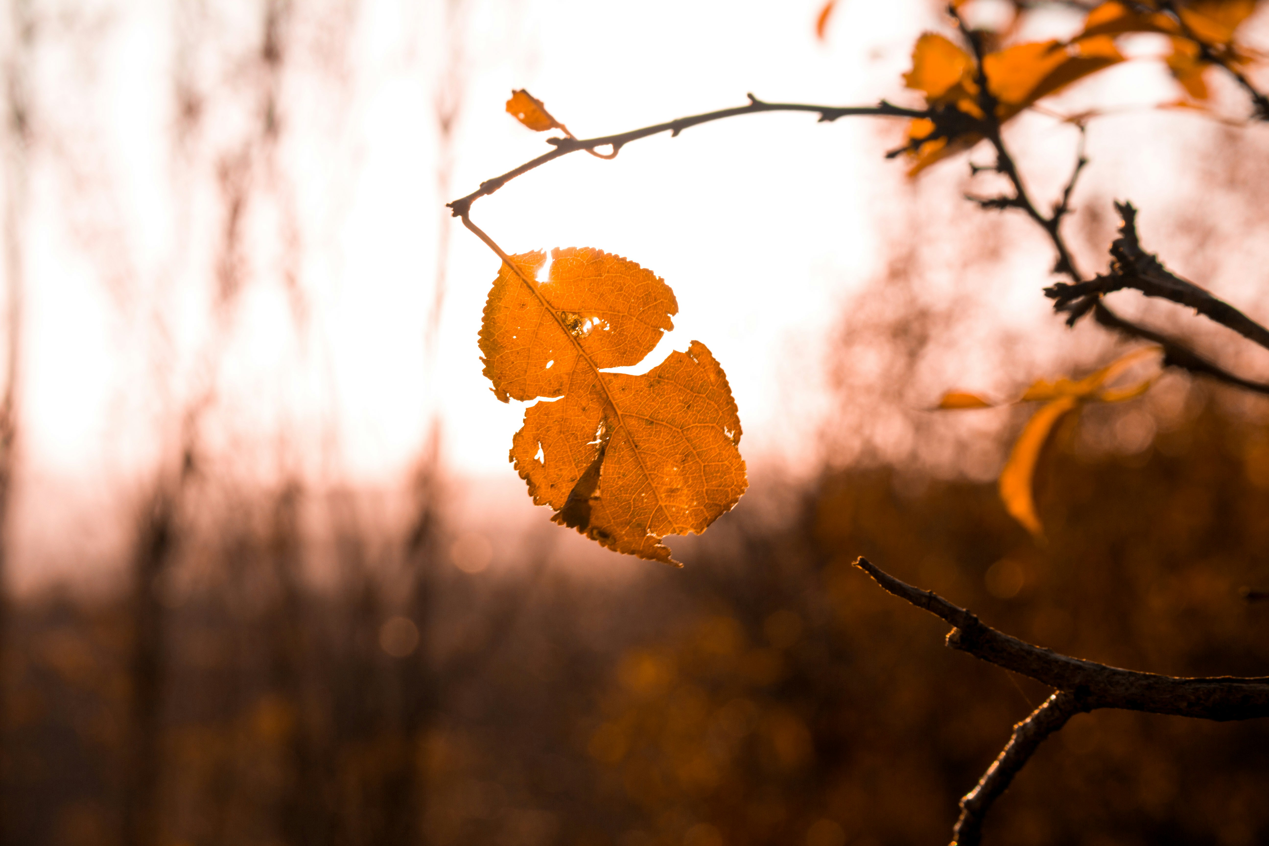 A lone orange leaf hangs in the sunlight.