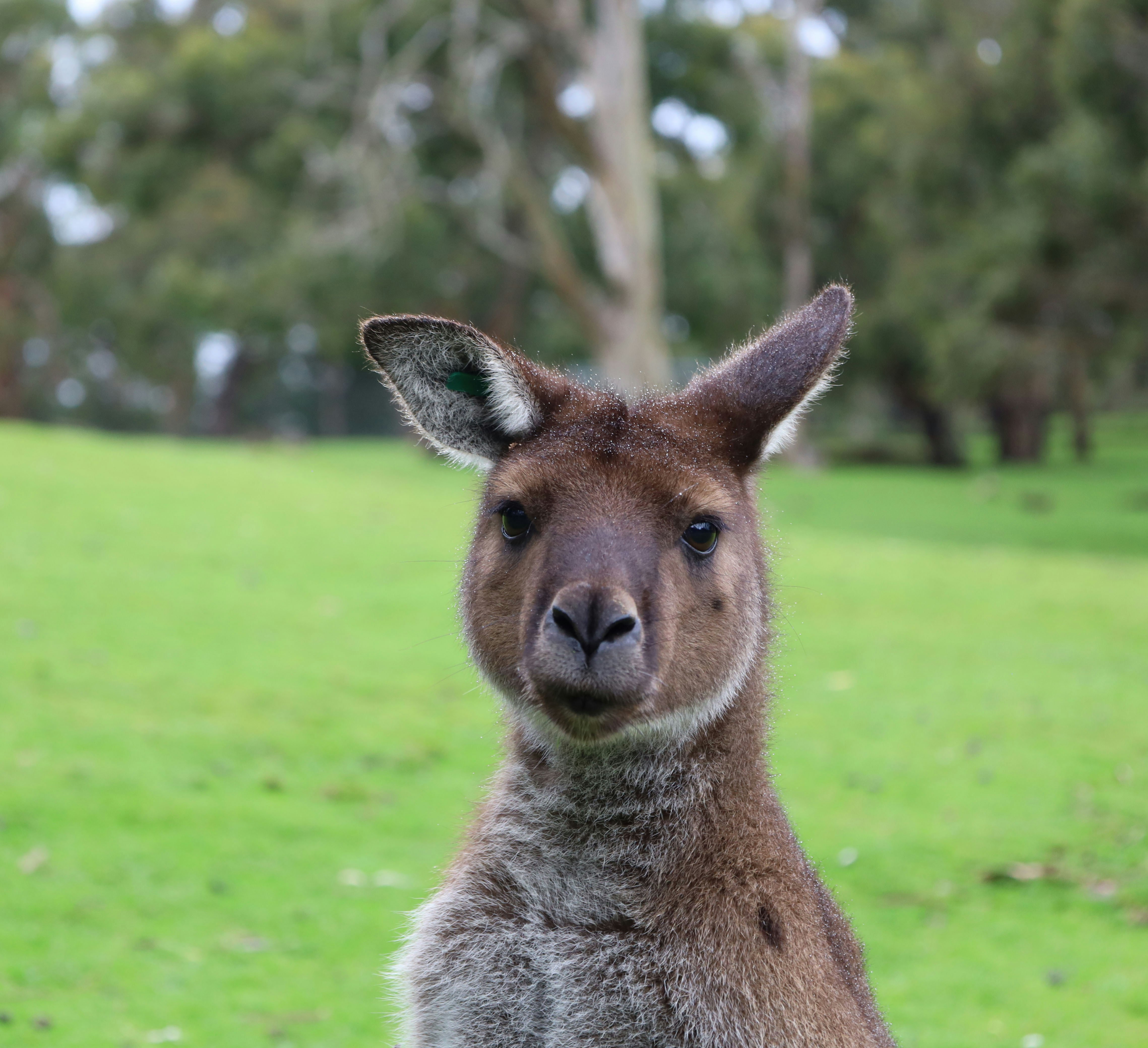 Close-Up Kangaroo Portrait in a Lush Park