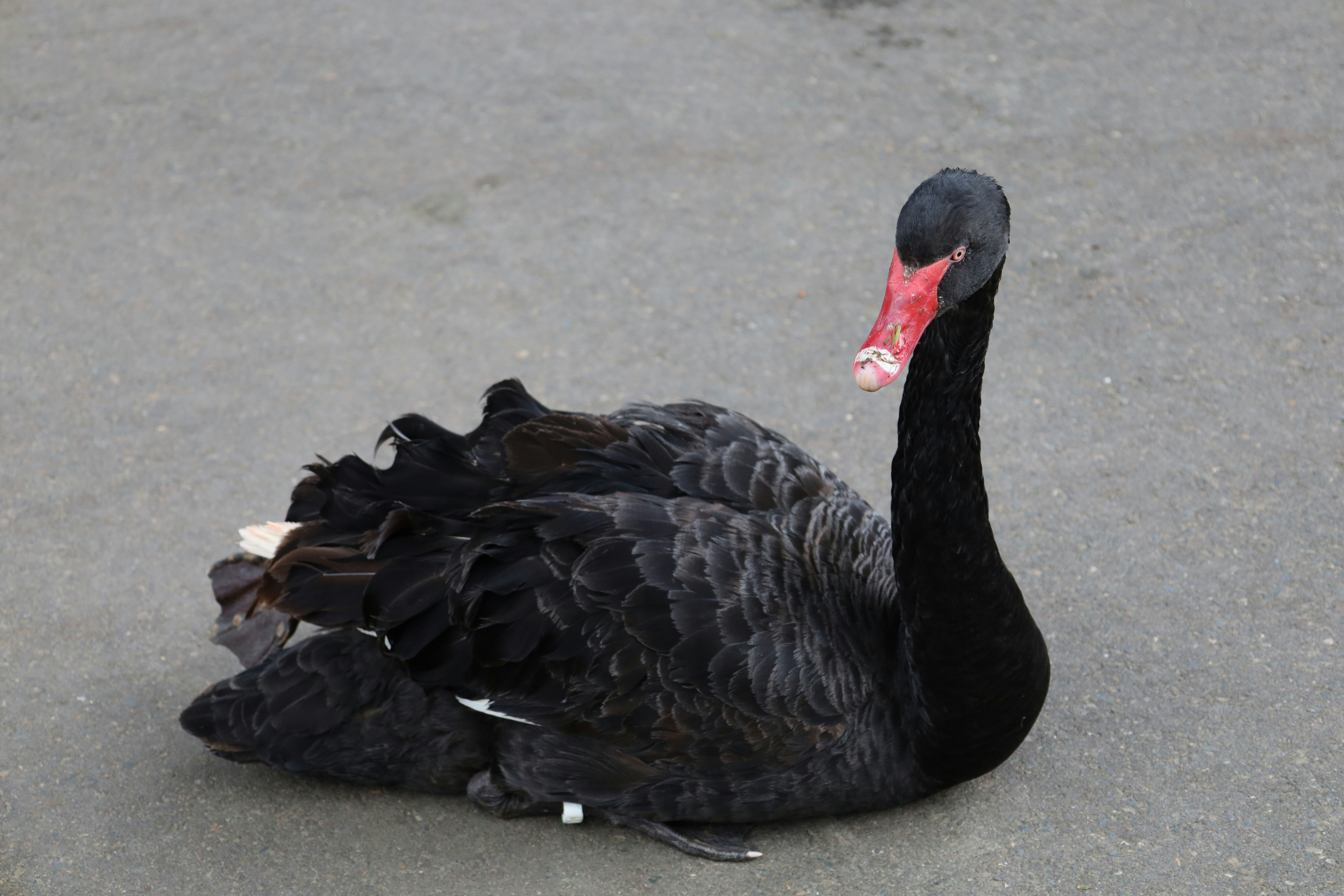Elegance in Black: The Majestic Swan