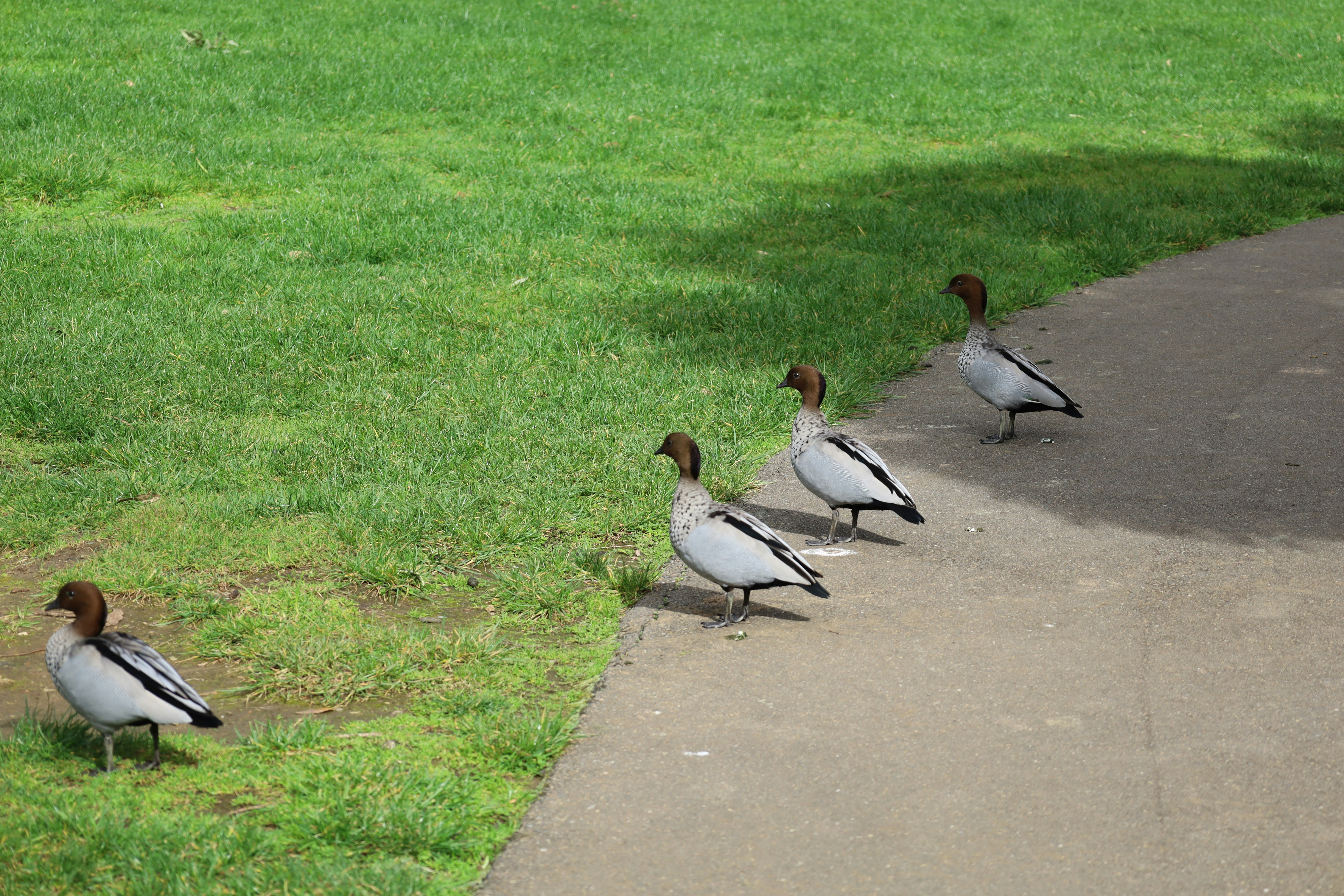 A Quiet Stroll: The Elegance of Waterfowl
