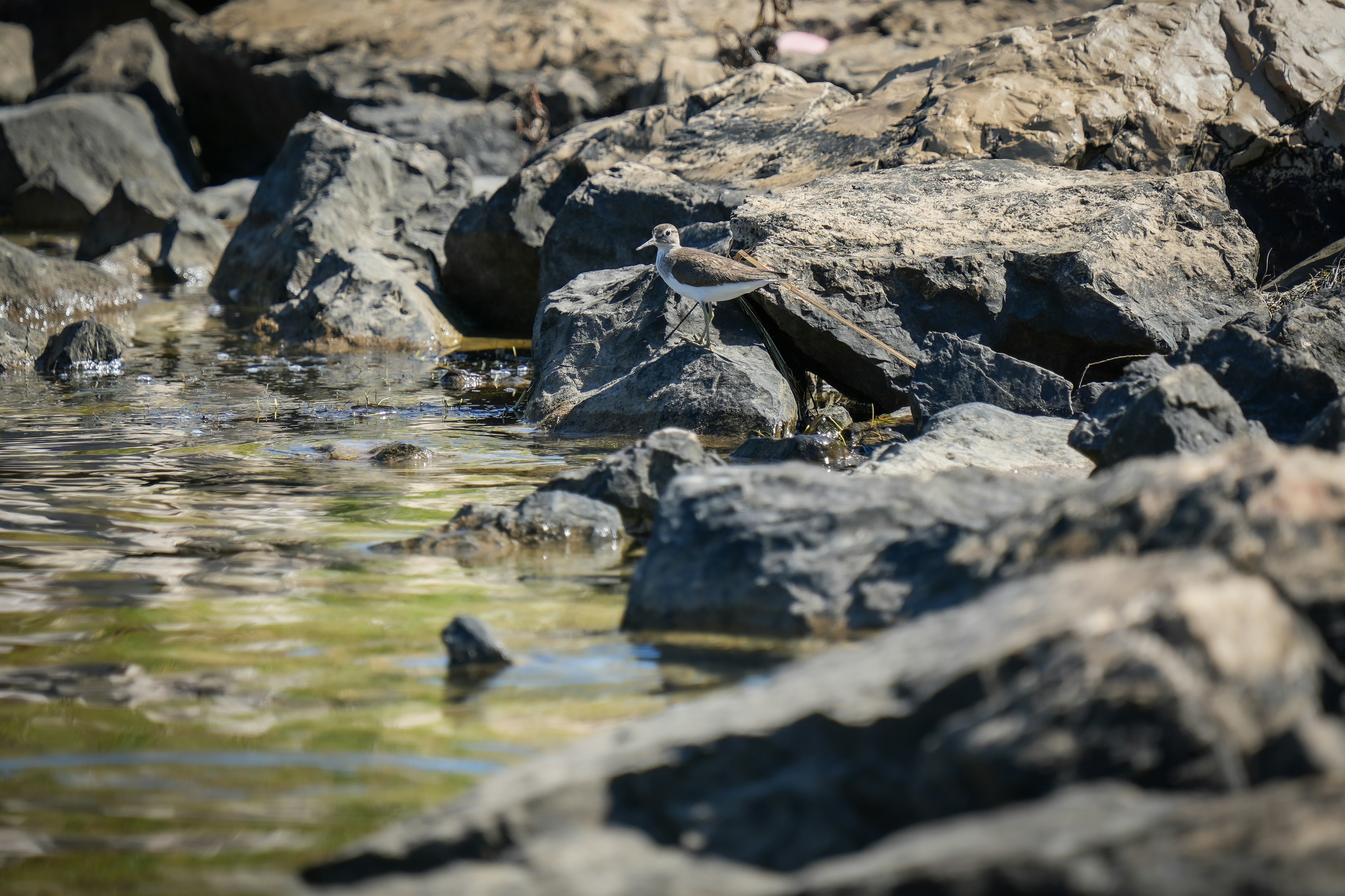 Sandpiper perched on rocky shoreline beside calm water, highlighting the serene interaction between wildlife and nature.