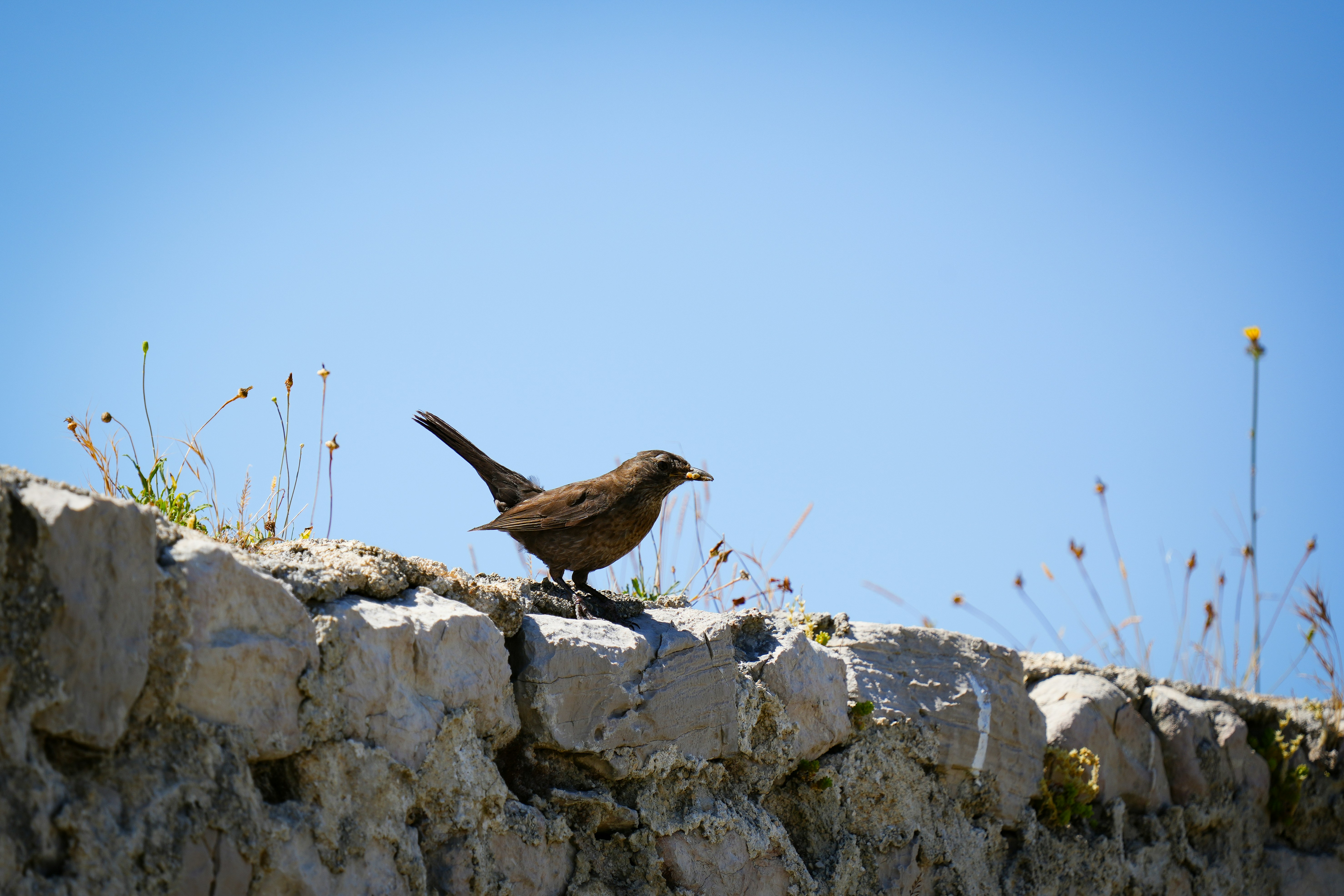 Photo by Nikola  Tomašić with Sony Alpha 7 IV