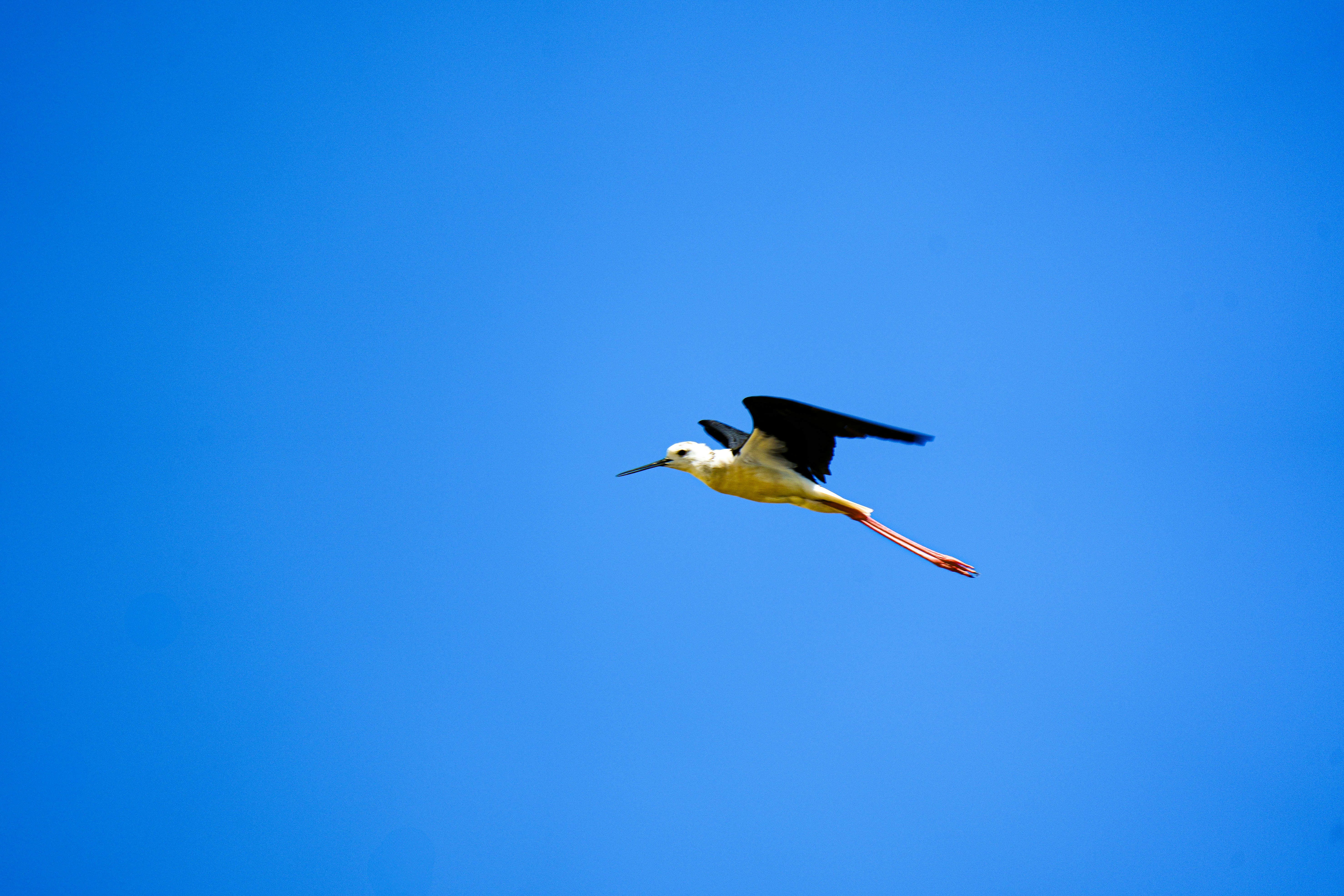 Soaring Elegance: The Graceful Flight of a Stilt