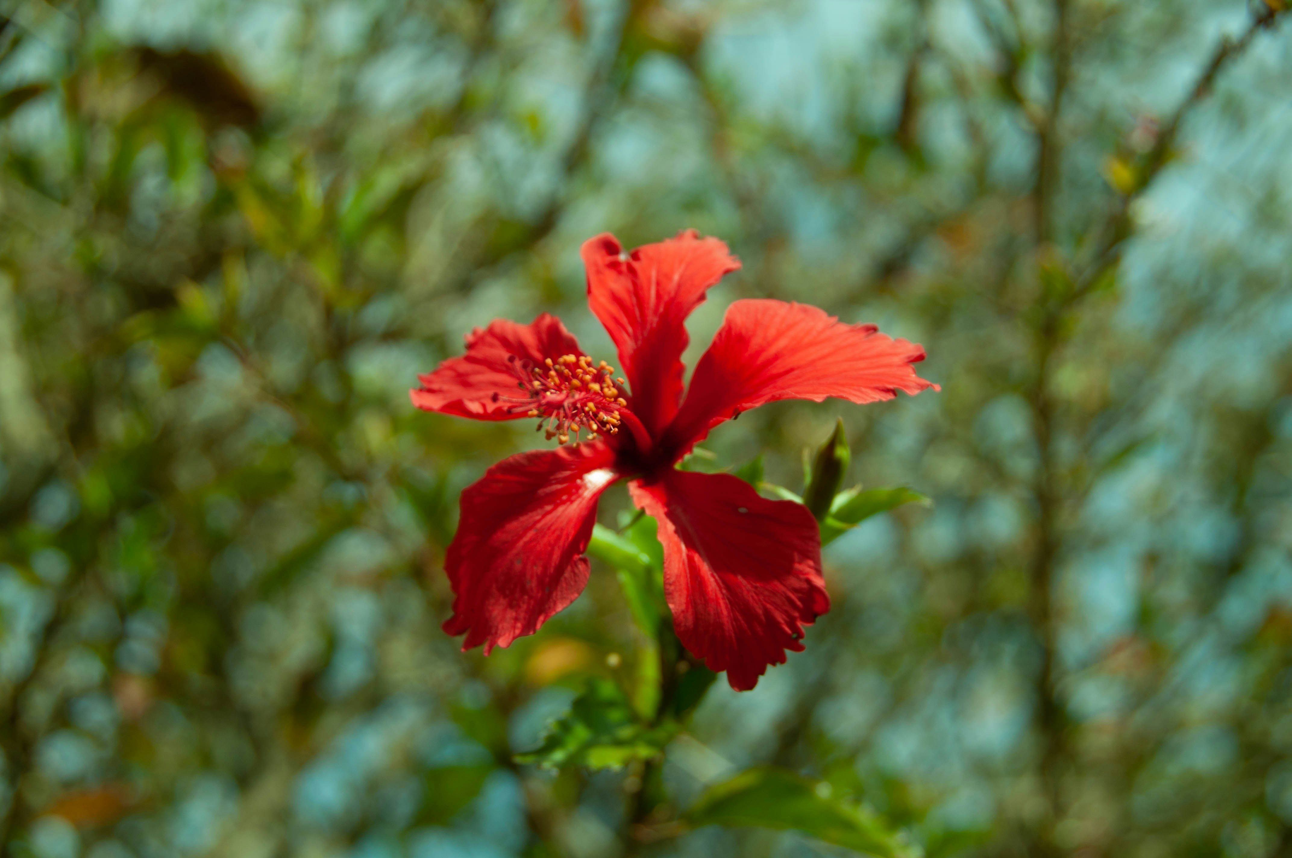 Vibrant red hibiscus flower stands out against a blurred green background, showcasing its intricate petals and structure.