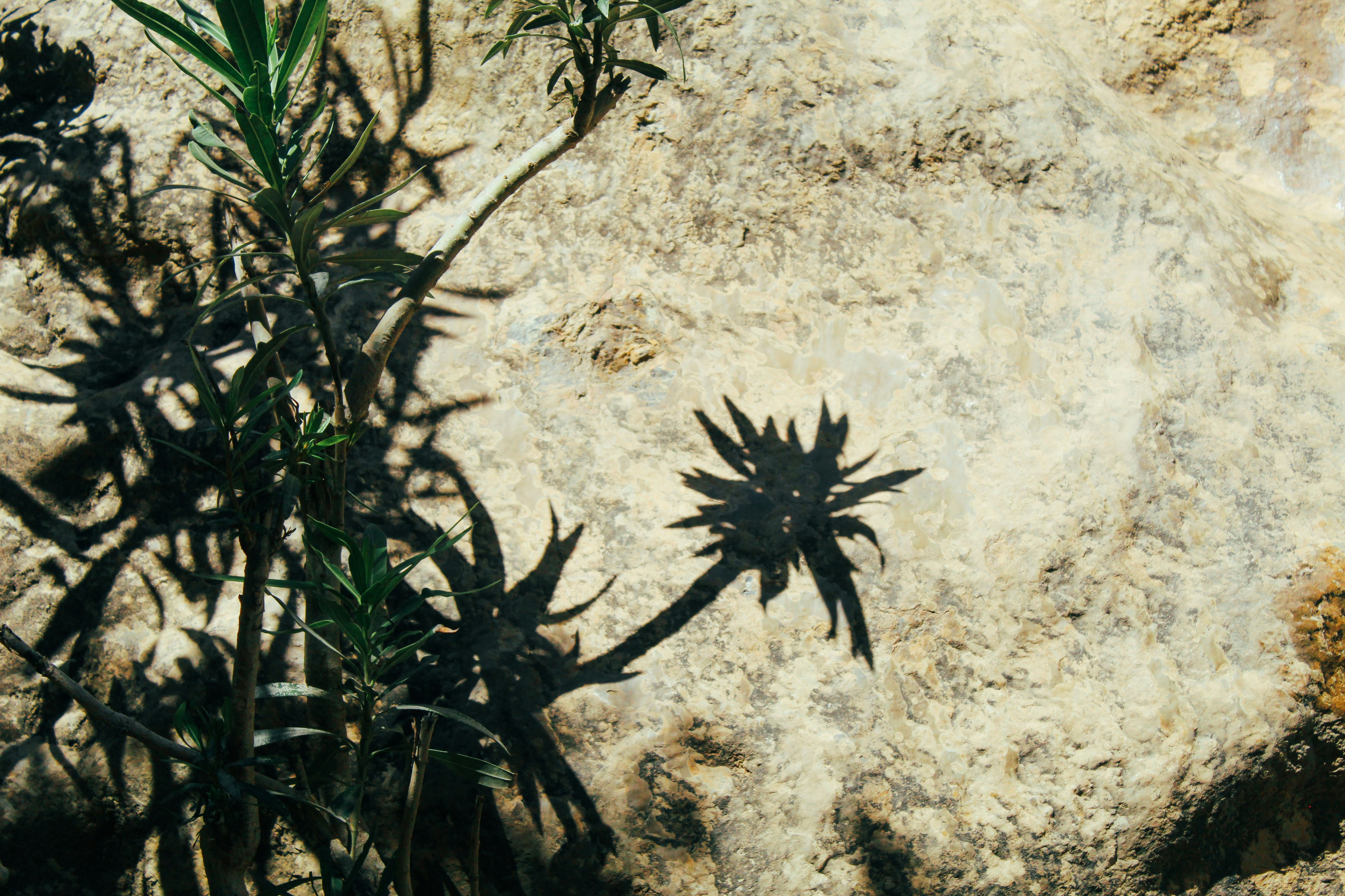 Nature's Shadow Play